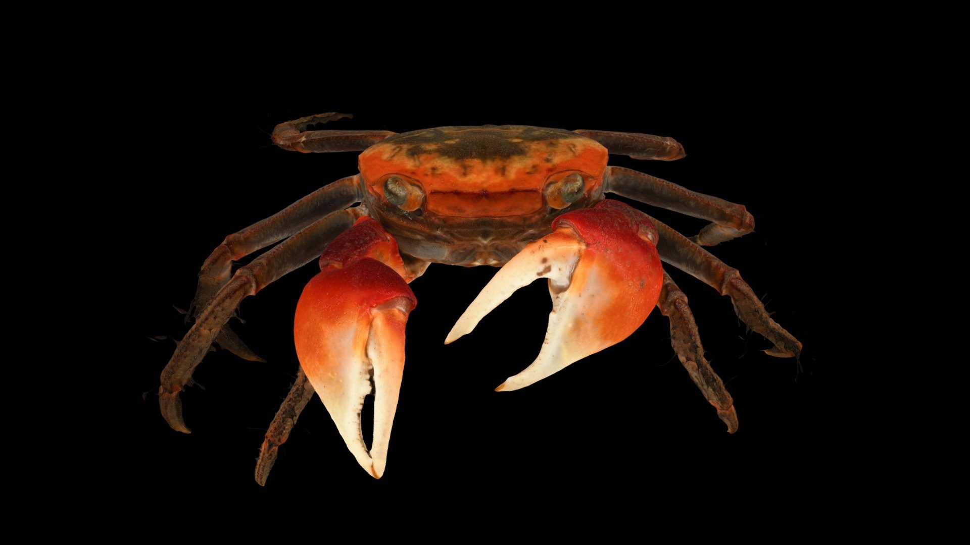 アカテガニ 🦀 ♂ Red-clawed Crab, C. haematocheir - Download Free 3D model by ...