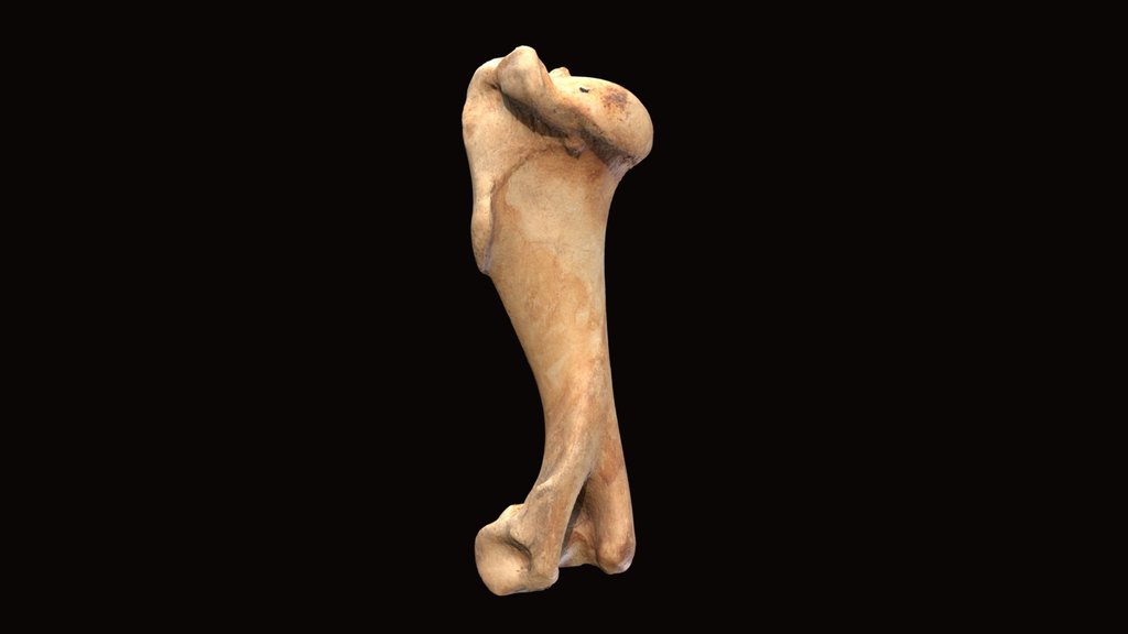 humerus - A 3D model collection by AnnaChomova - Sketchfab