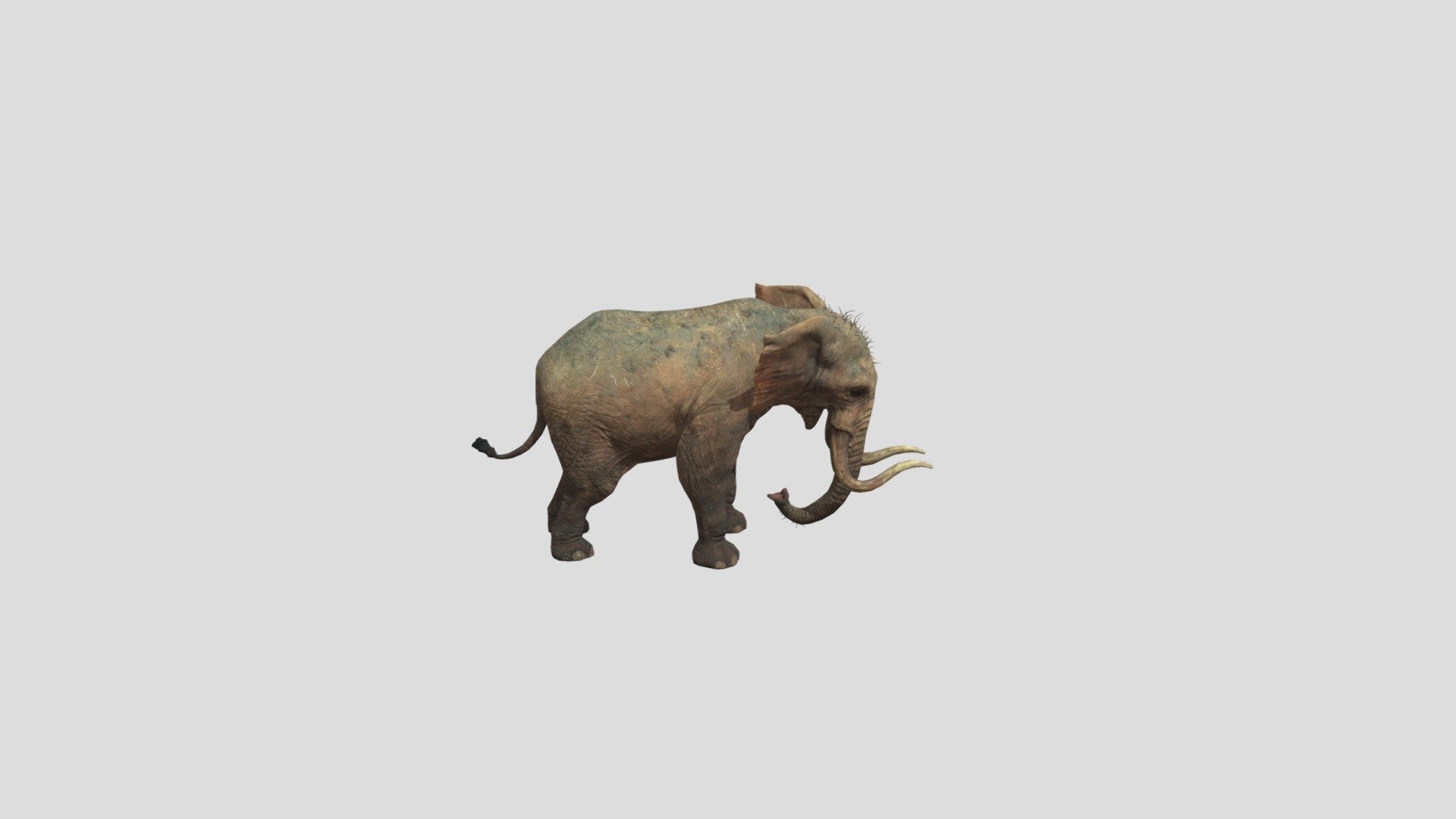 Hide-the-elephant - Download Free 3D model by eyork4633 [a181887 ...