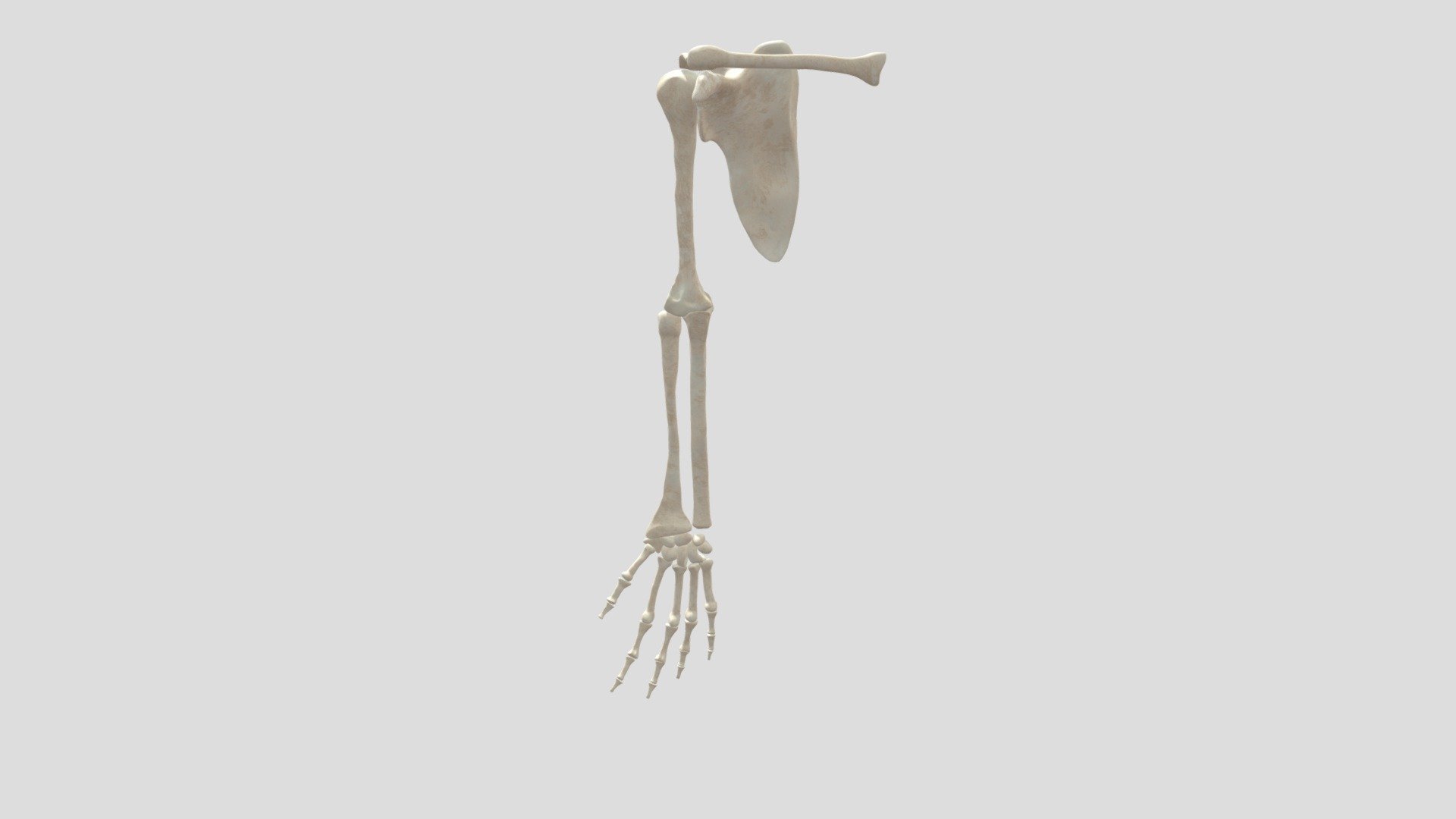 Human arm bones - 3D model by KuranovaDesigner [a1824d8] - Sketchfab
