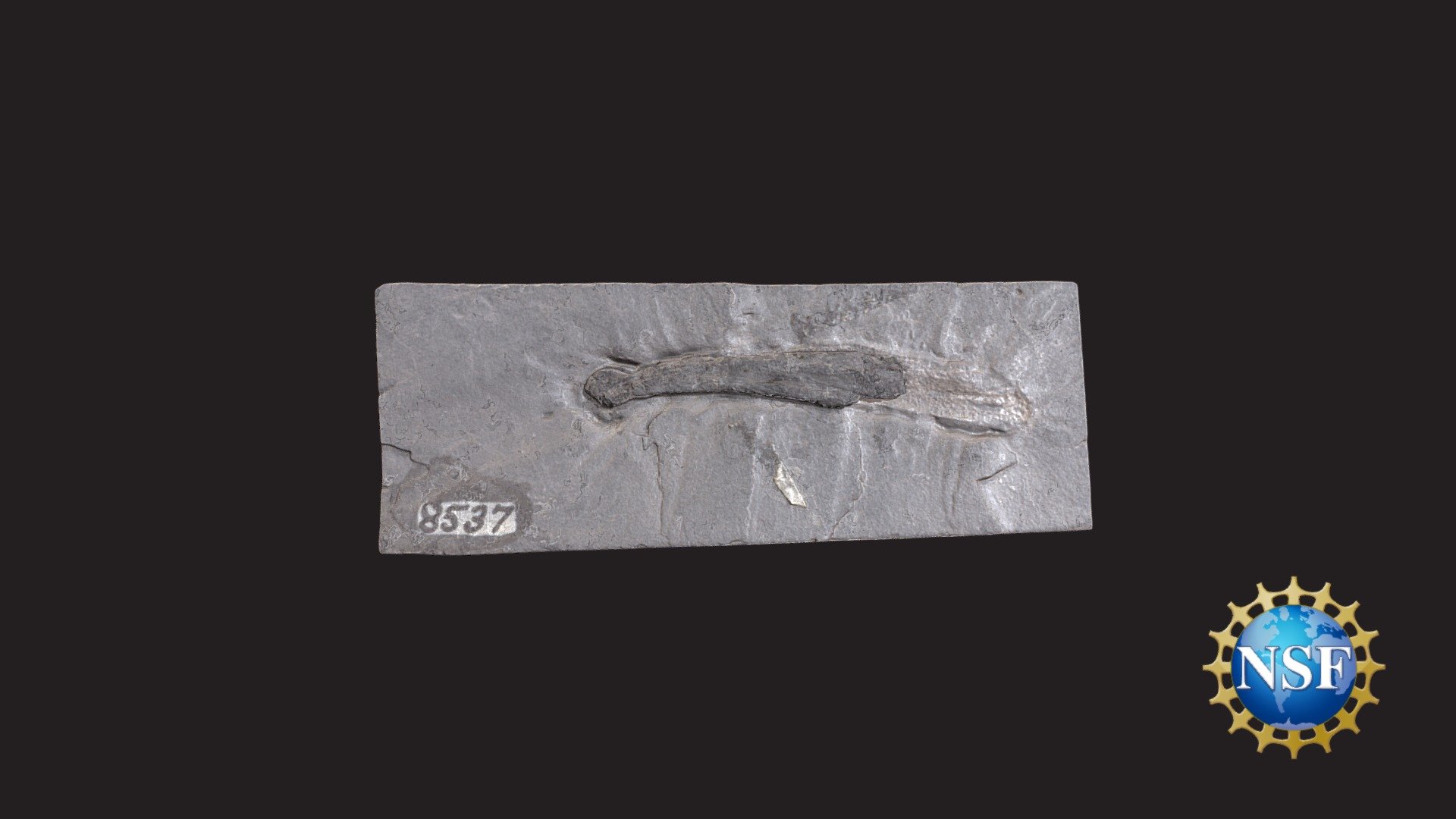 CMNH 8537 Micro Arthrodire Right Infragnathal - 3D model by Cleveland ...