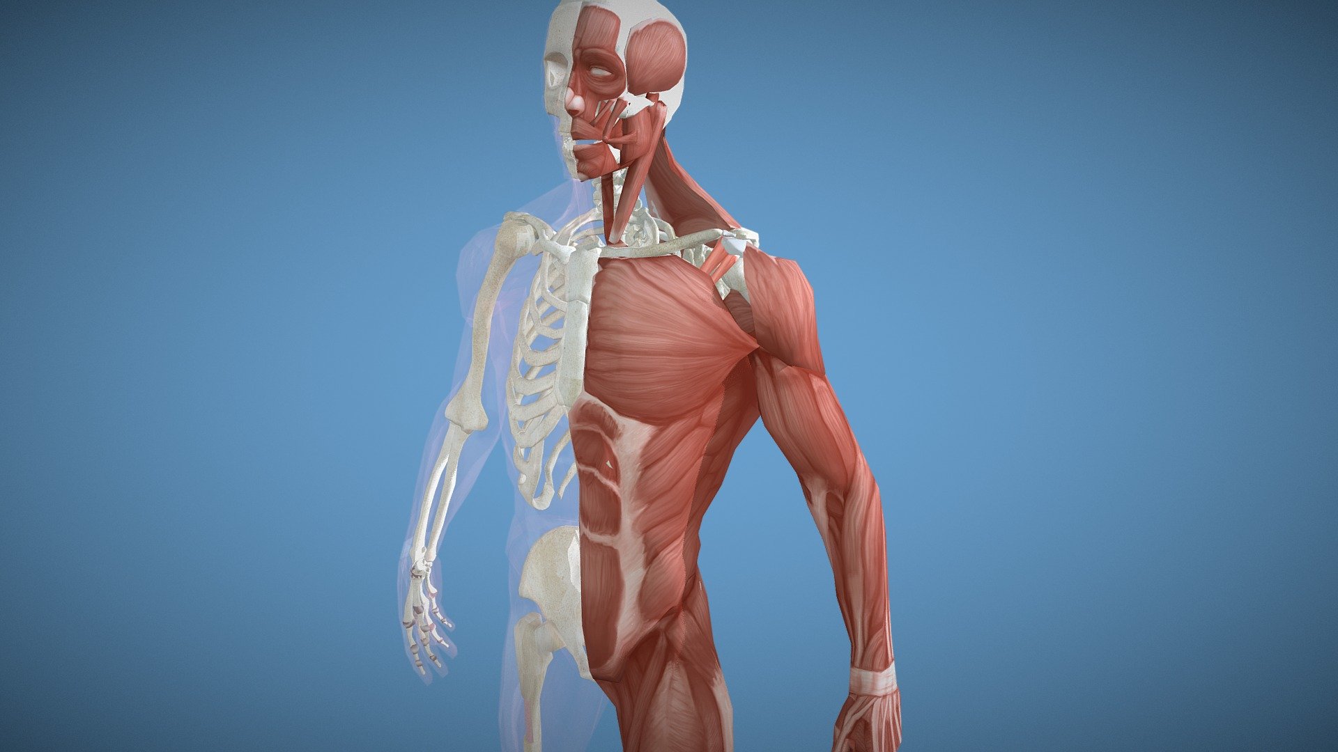 The Muskuloskeletal System (Demo) - 3D model by mironline (@mironline ...