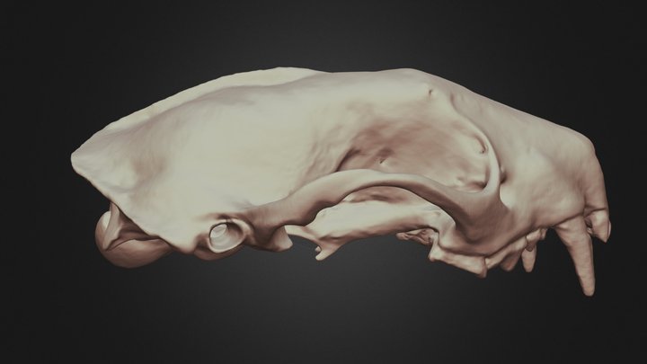 LakeheadAnthropology - Sketchfab