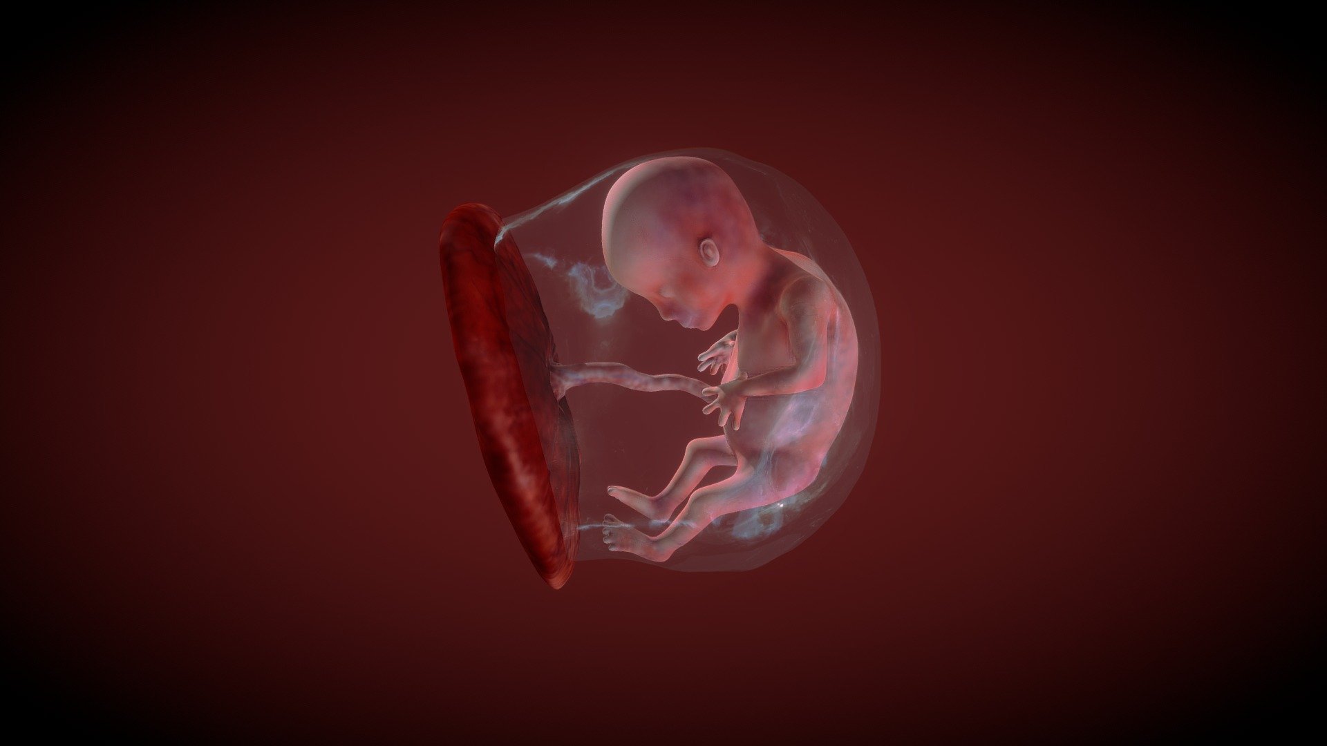 a 12 week foetus in amniotic sac - 3D model by blendedlearning @LTHTR ...