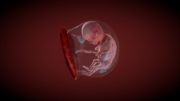 Placenta 3D models - Sketchfab