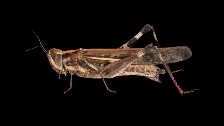 Locust 3D models - Sketchfab