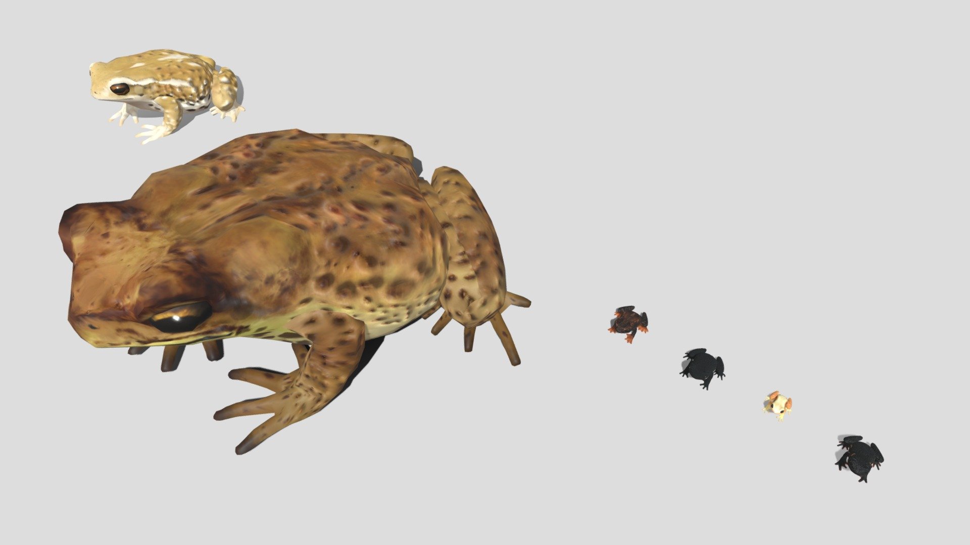 6 kinds of toad - 3D model by Mozukui (@redfrogman) [a1954a2] - Sketchfab