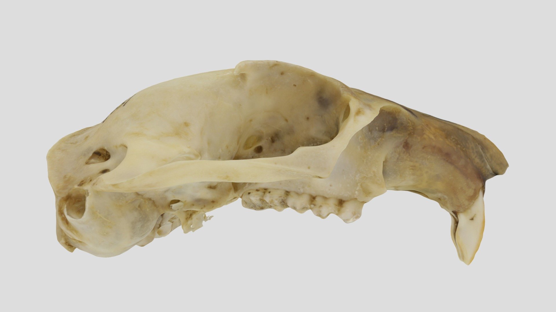 UWYMV:Mamm:6051, Cynomys ludovicianus, Crania - Download Free 3D model ...