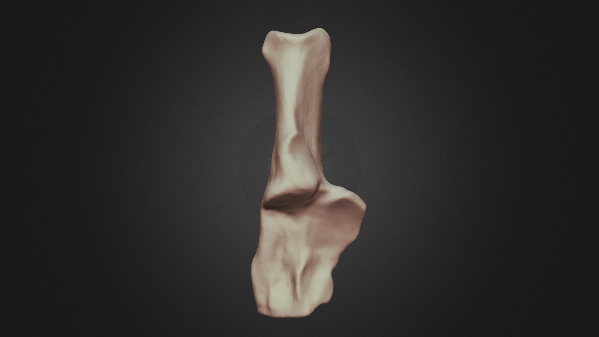 Vulpes vulpes (Red Fox) Right Calcaneus - 3D model by Lakehead ...