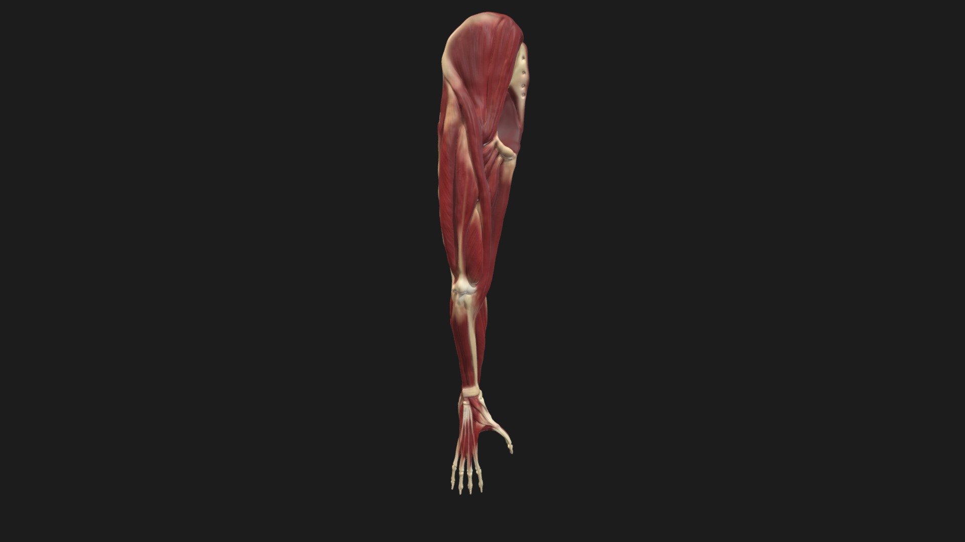 Gibbon Lower Limb Reconstruction - Download Free 3D model by VISIBLE ...