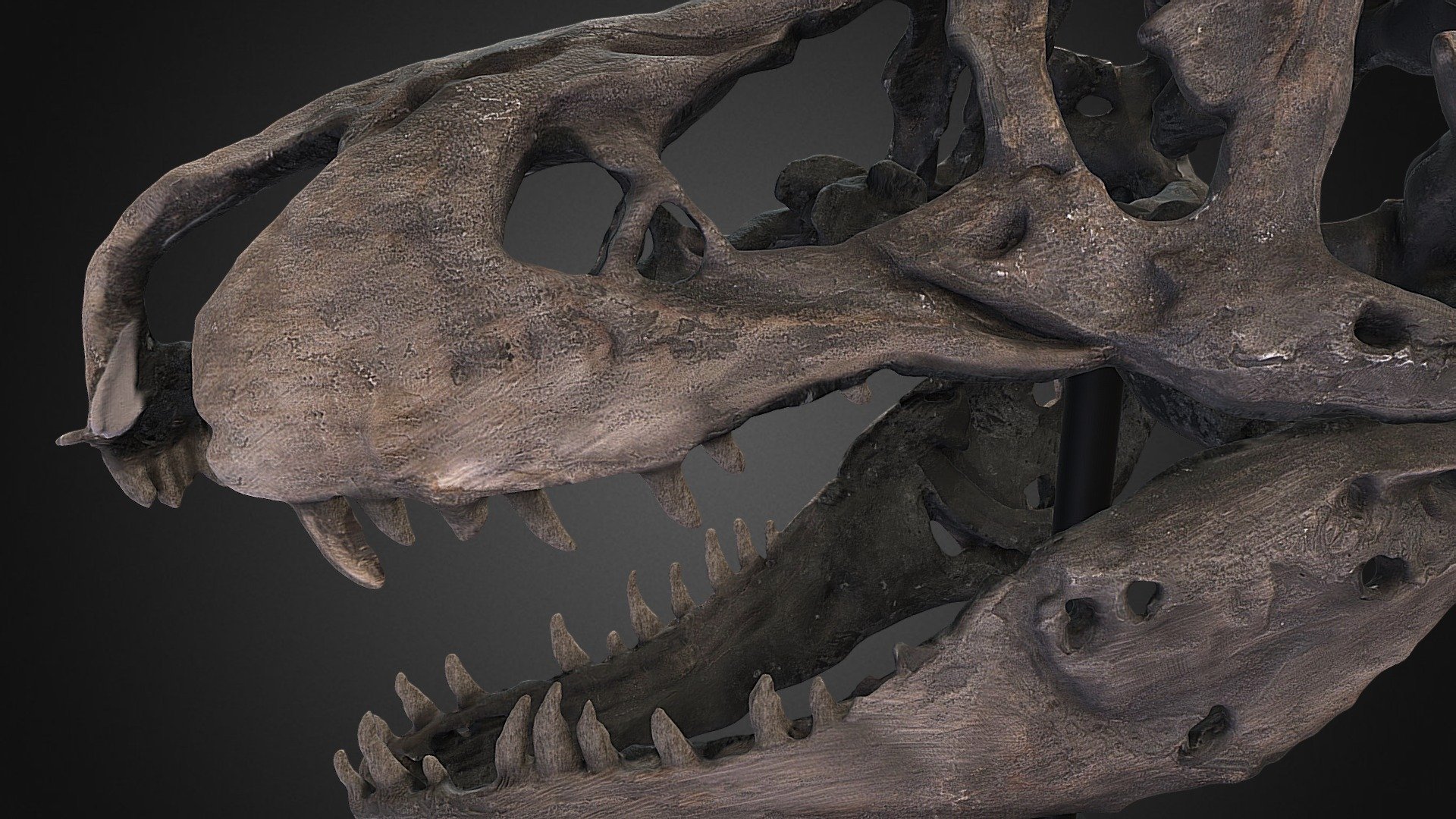 方舟智慧-T-rex skull(戰損) - Buy Royalty Free 3D model by 方舟智慧 ARK (@sbircitd ...