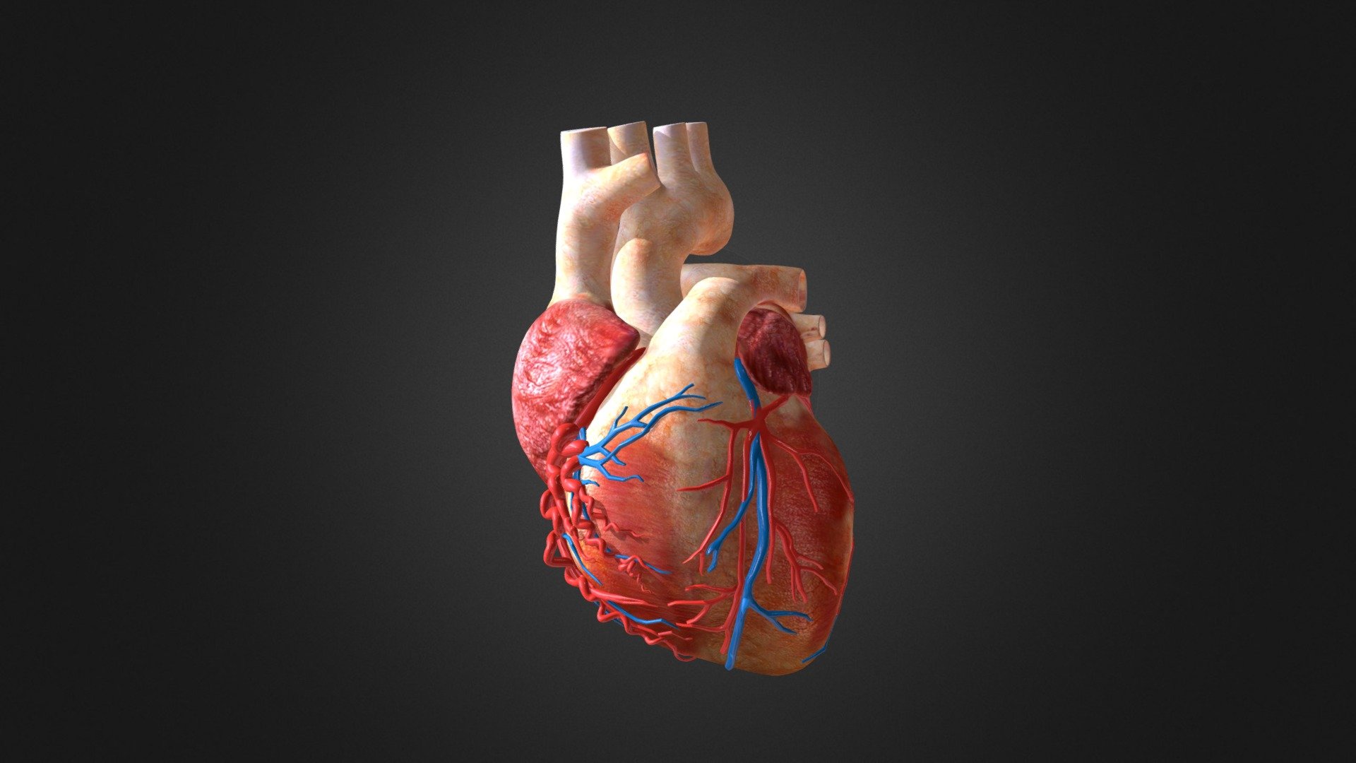 Heart - 3D model by kengenium [a1ae08d] - Sketchfab