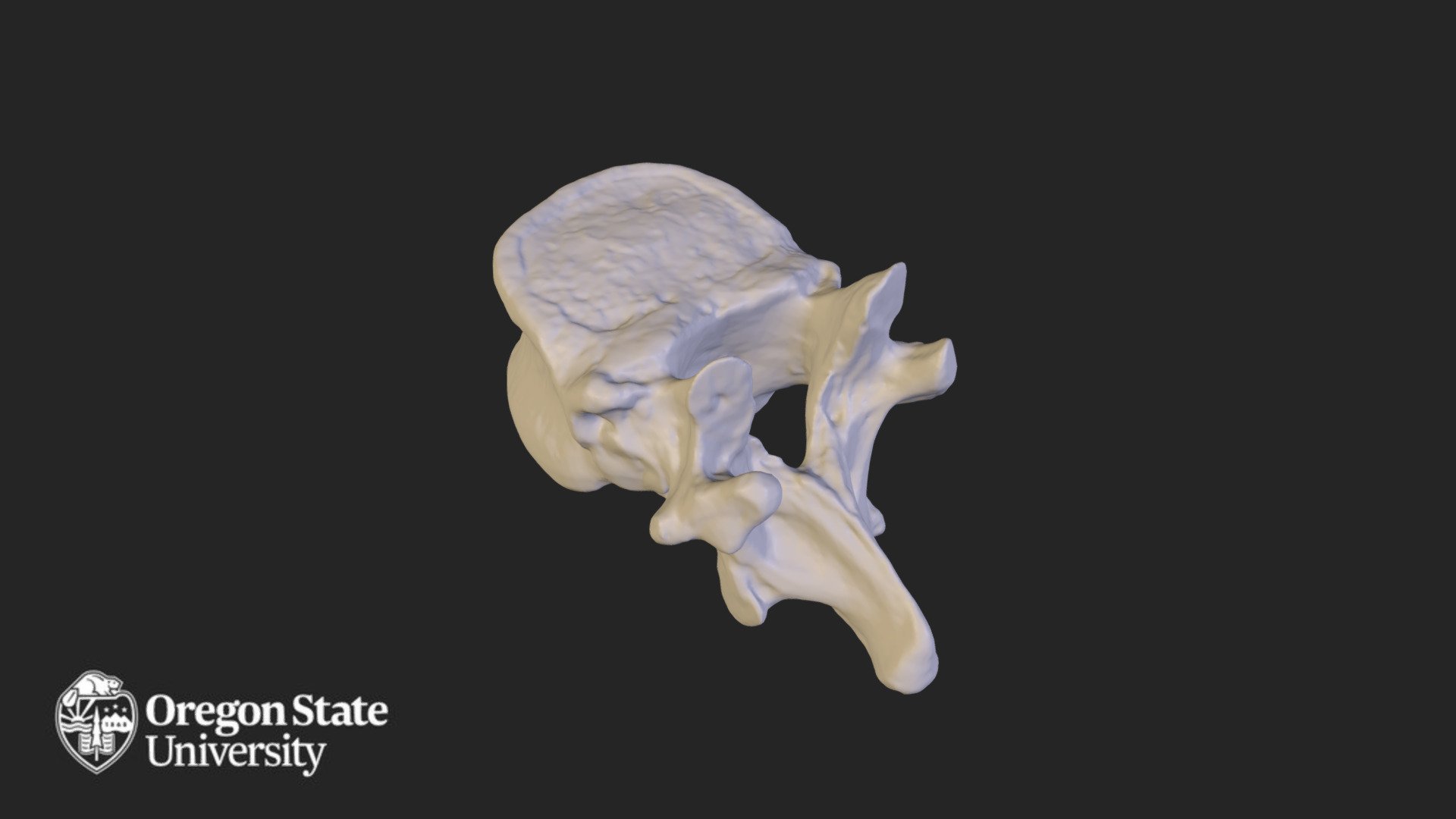 Thoracic vertebra - T12 - Download Free 3D model by Oregon State ...