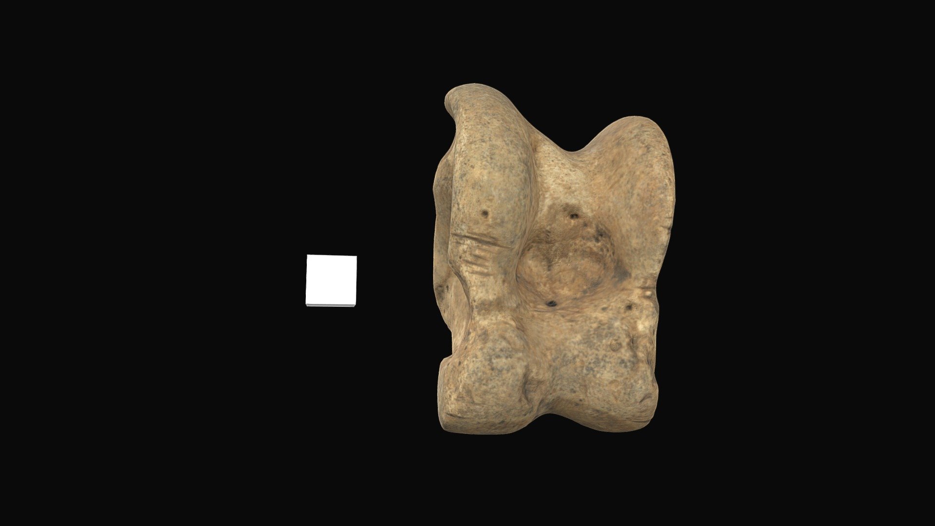 WFD23 Cattle Astragalus showing butchery - 3D model by TomSparrow ...