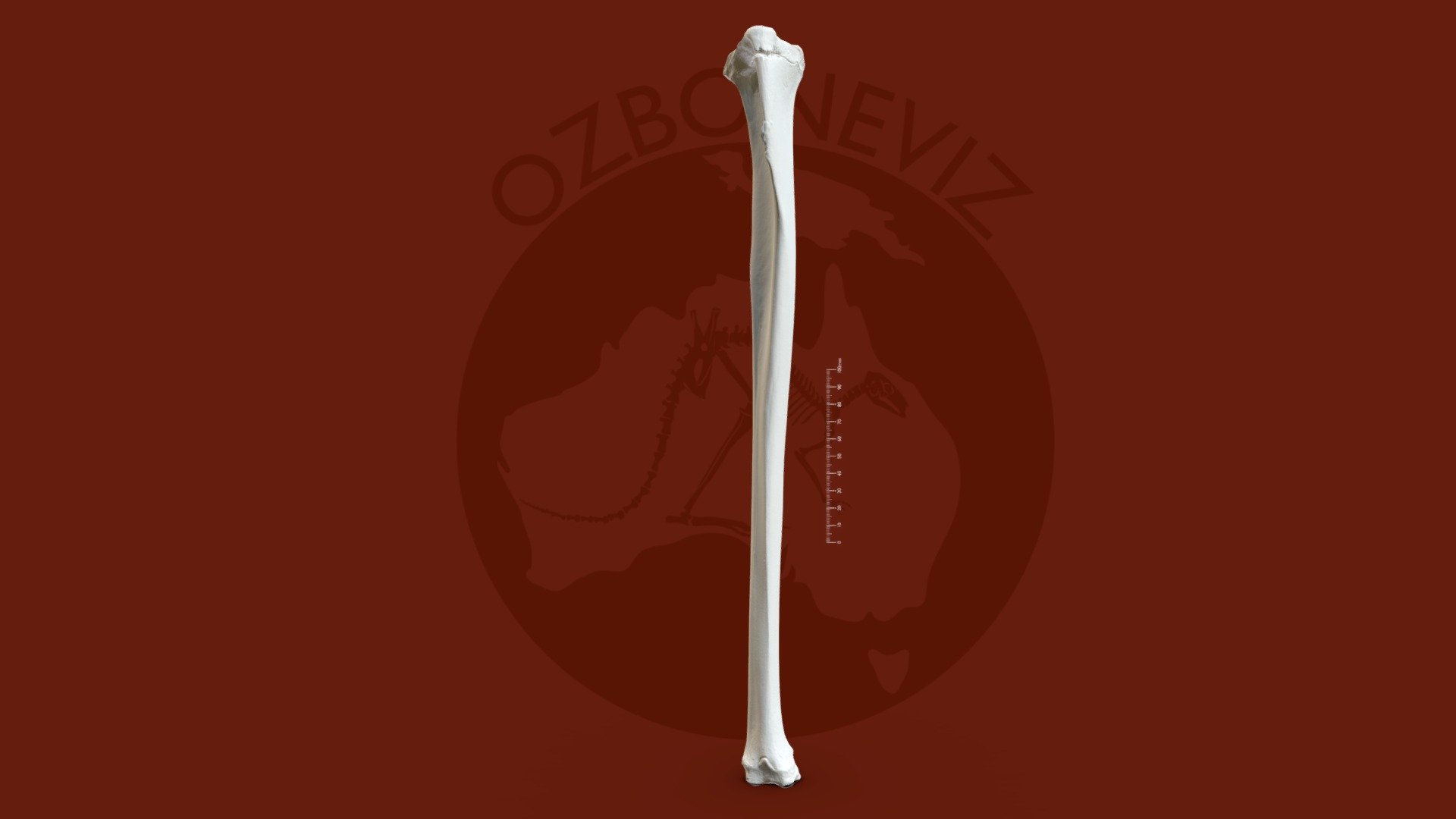 Red kangaroo tibia - 3D model by Ozboneviz [a1bb9a4] - Sketchfab