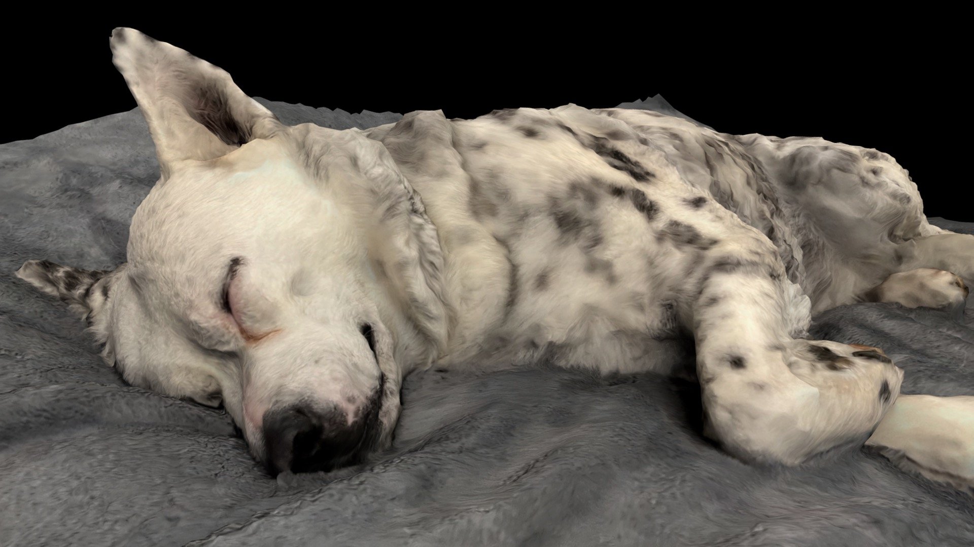Dagger the dog - 3D model by VibrantNebula [a1bd77b] - Sketchfab