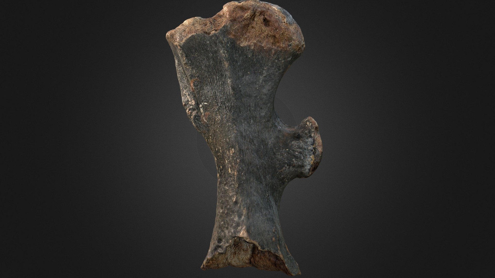 Woolly Rhino Femur - Buy Royalty Free 3D model by Olof Moleman ...