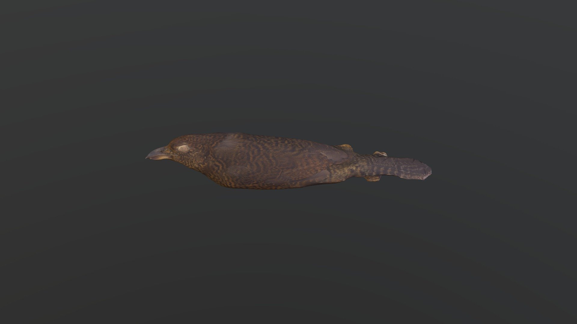 Undulated Antshrike - Frederickena unduliger - Download Free 3D model ...