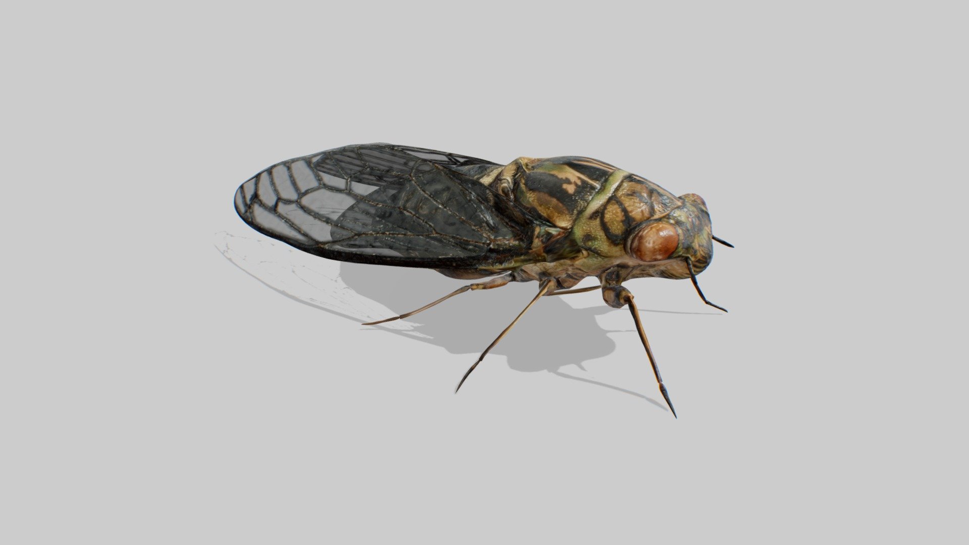 Japanese Cicada (JIP) - 3D model by bunnopen [a1d3f61] - Sketchfab