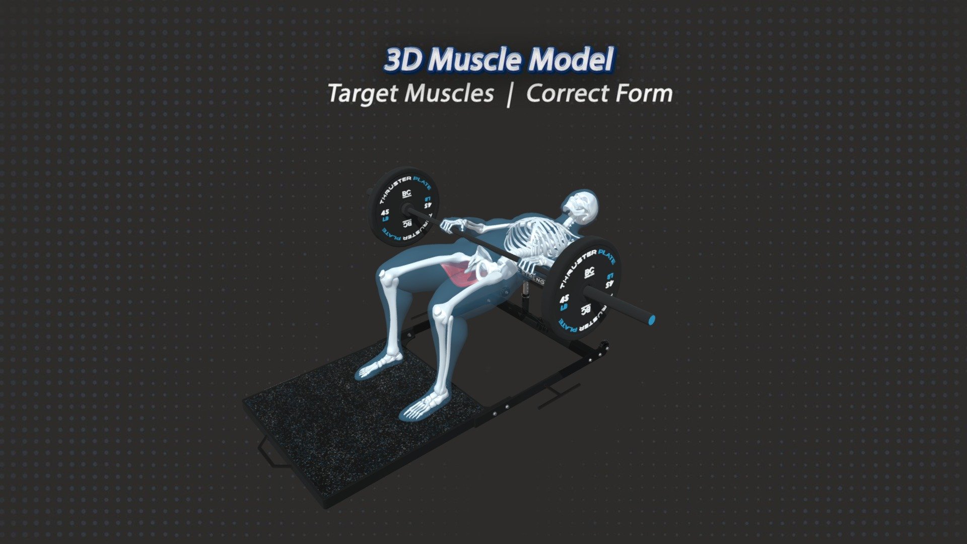 BC Strength Hip Thrust 3.0 - 3D model by Mike - 3D Muscle Model ...