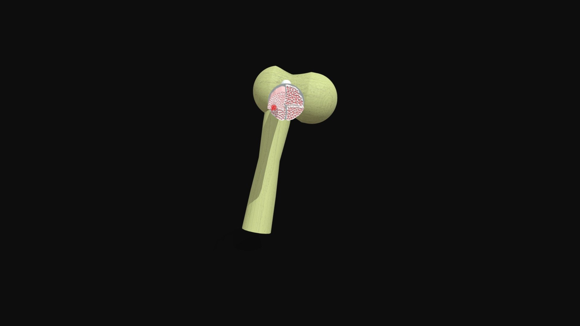 Tendon - 3D model by iqcenter [a1e6b78] - Sketchfab