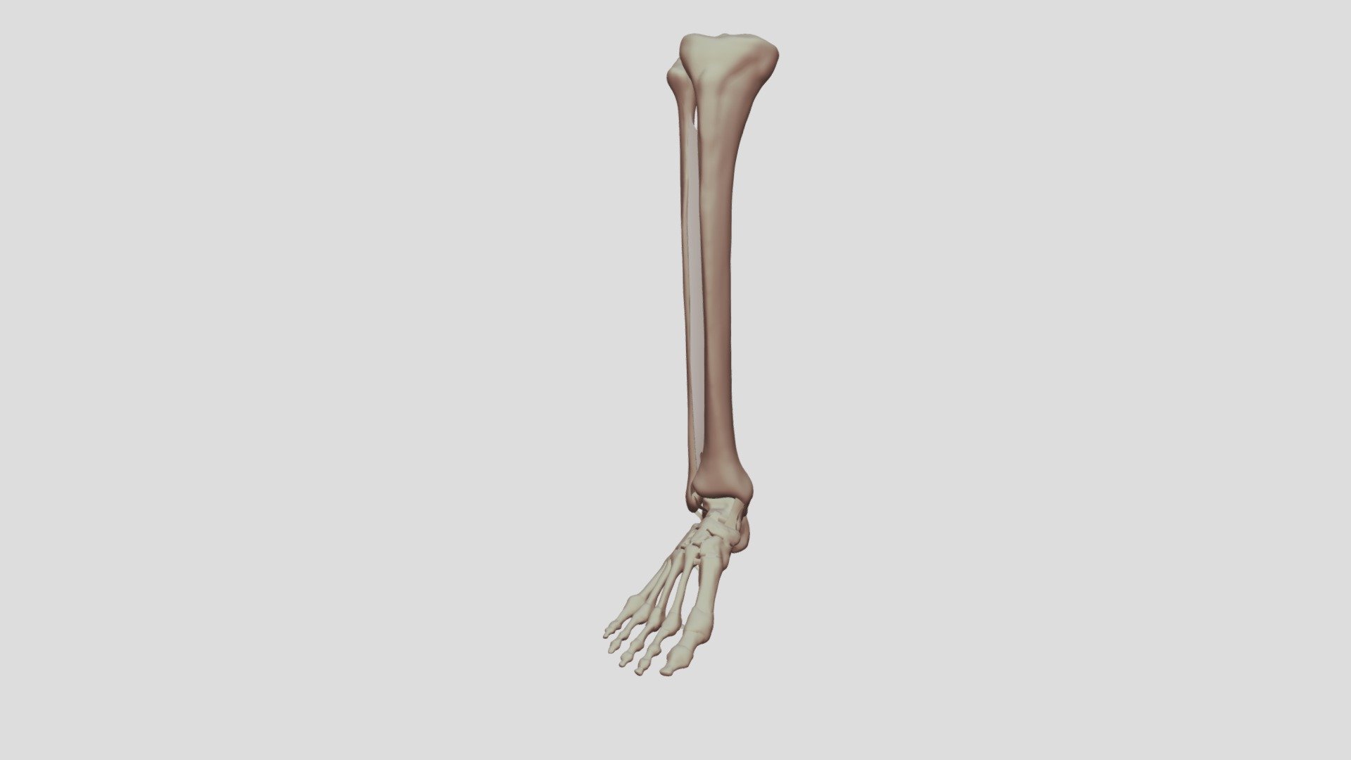 Foot, Ankle and Ligaments - 3D model by 3dentartist [a1e7365] - Sketchfab