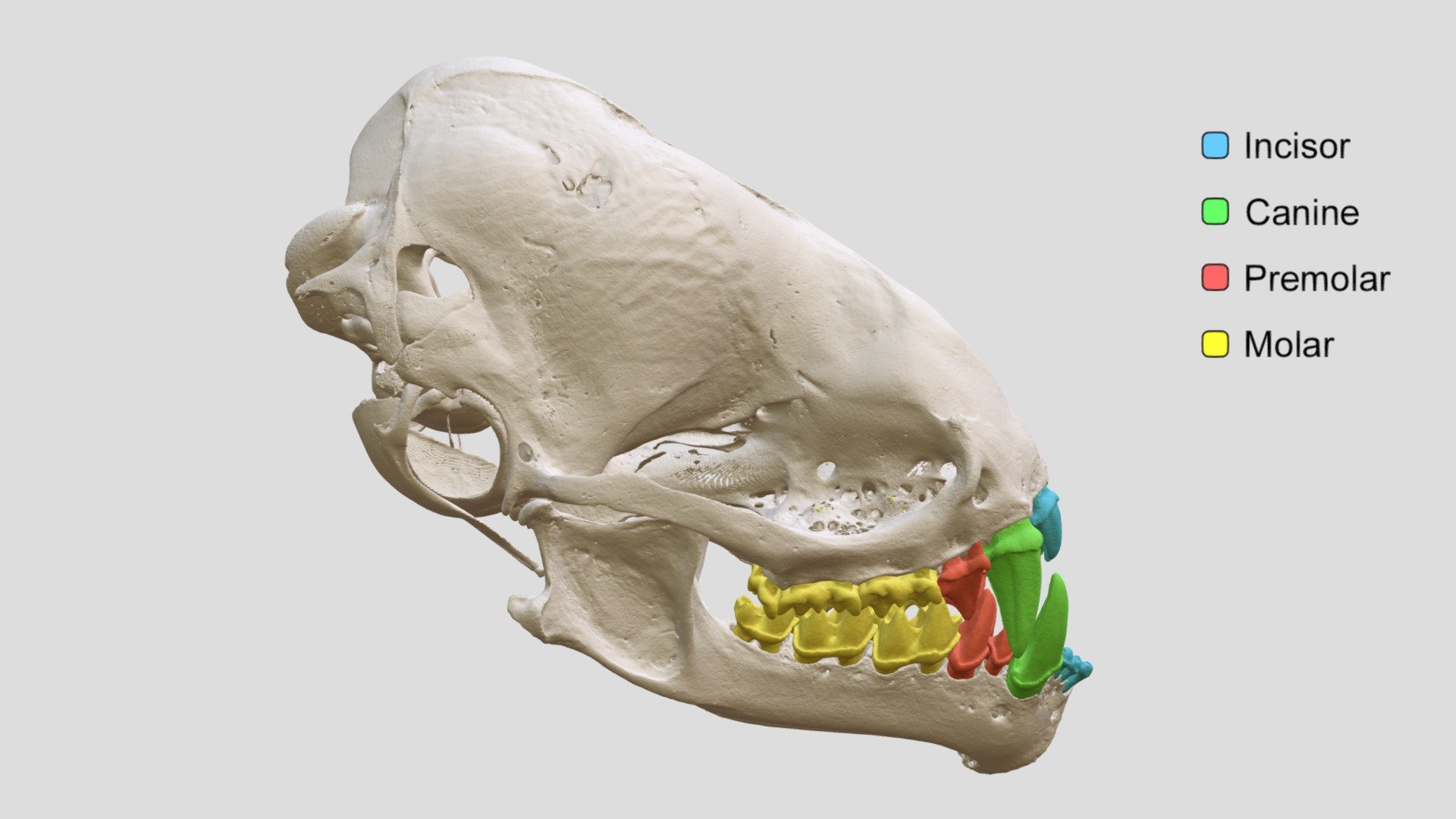 Lasiurus cinereeus (MSB:Mamm:45872) - 3D model by Biodiversity [a1ecc7e ...