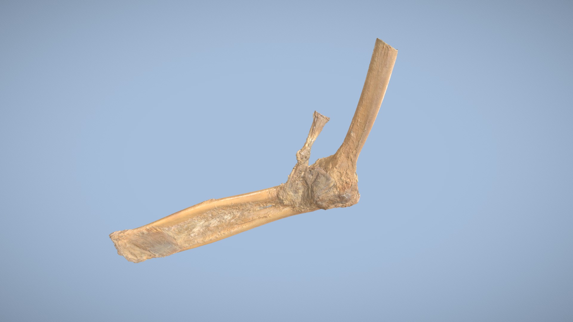 Articulatio cubiti - 3D model by AnatomieRostock [a1f52a2] - Sketchfab