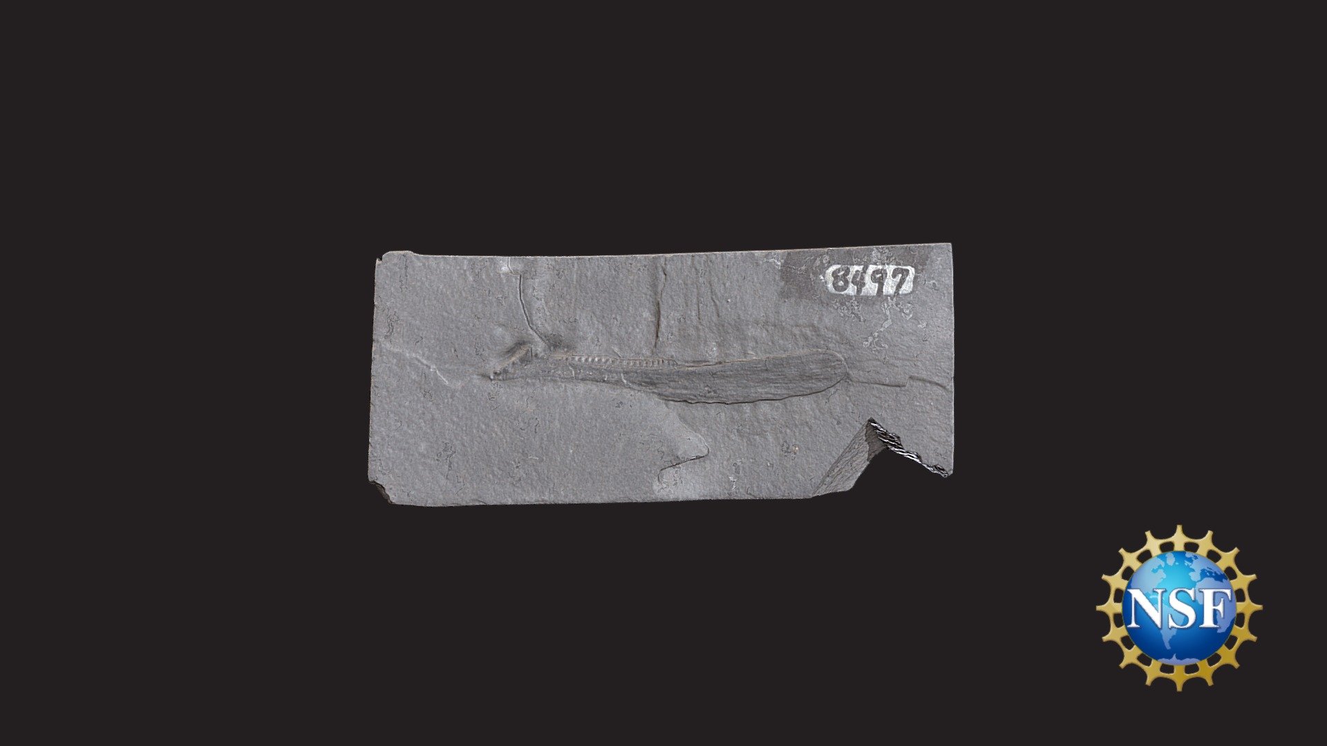 CMNH 8497 Micro Arthrodire Infragnathal - 3D model by Cleveland Museum ...