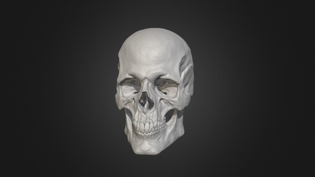 Skull - 3D model by Hugo Aieta (@hugoaieta) [a1f7012] - Sketchfab
