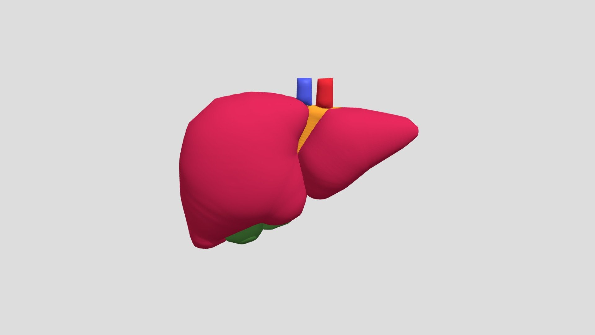 3D Hati pada manusia - Download Free 3D model by dimas9933 [a200a78 ...