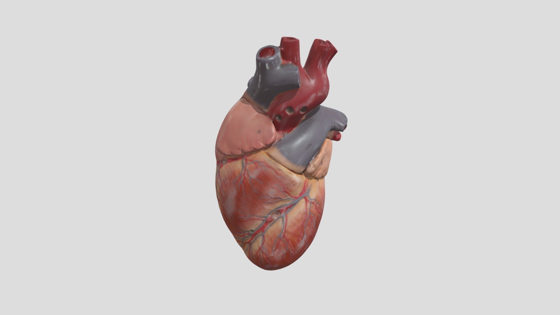 Heart - 3D model by tracytcb [a204b5a] - Sketchfab