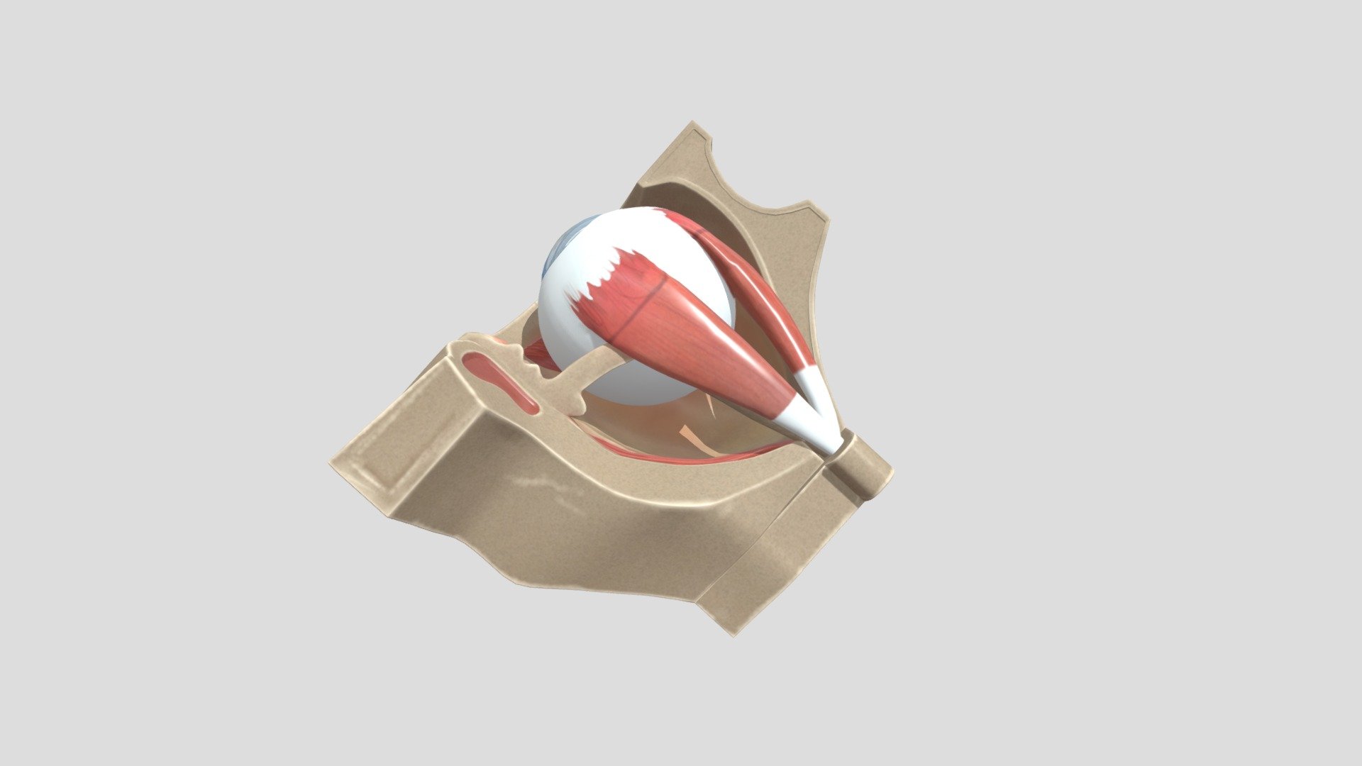 Mata bowo 3d bitip - 3D model by retnolarass06 [a2066c6] - Sketchfab