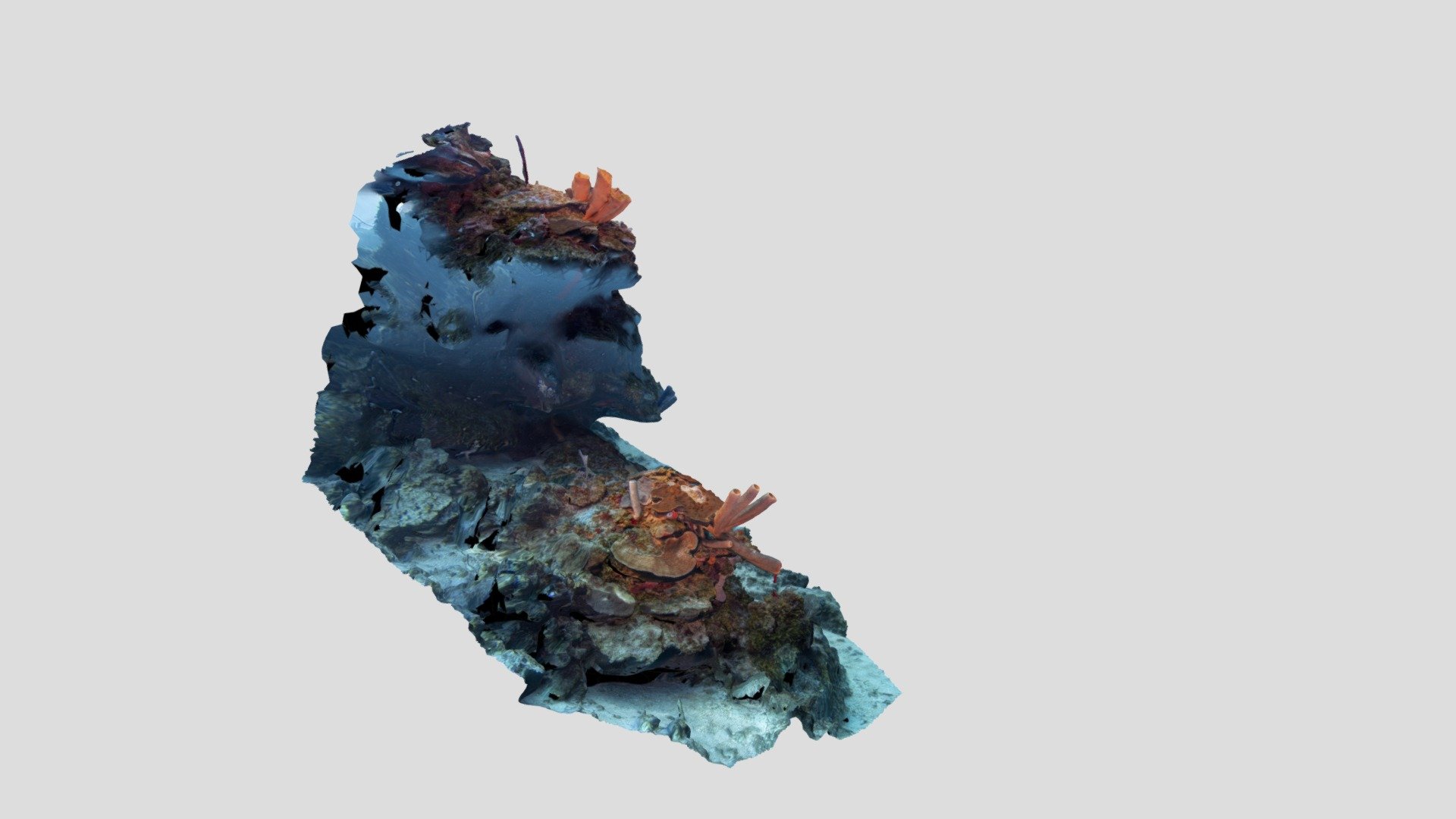 Sponges on ledges - Download Free 3D model by Patric Lengacher (@patric ...