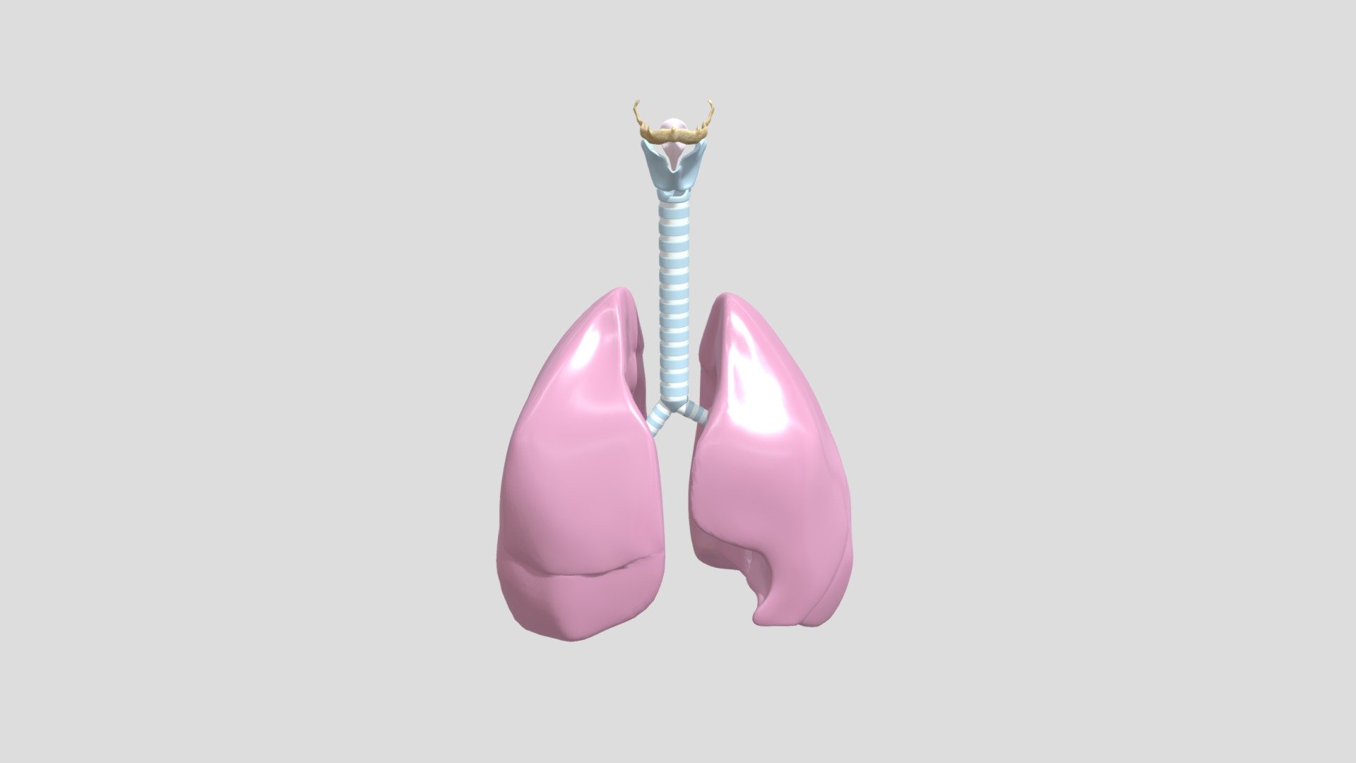 Lungs & Trachea Anatomy - 3D model by sjones82 [a2112ab] - Sketchfab