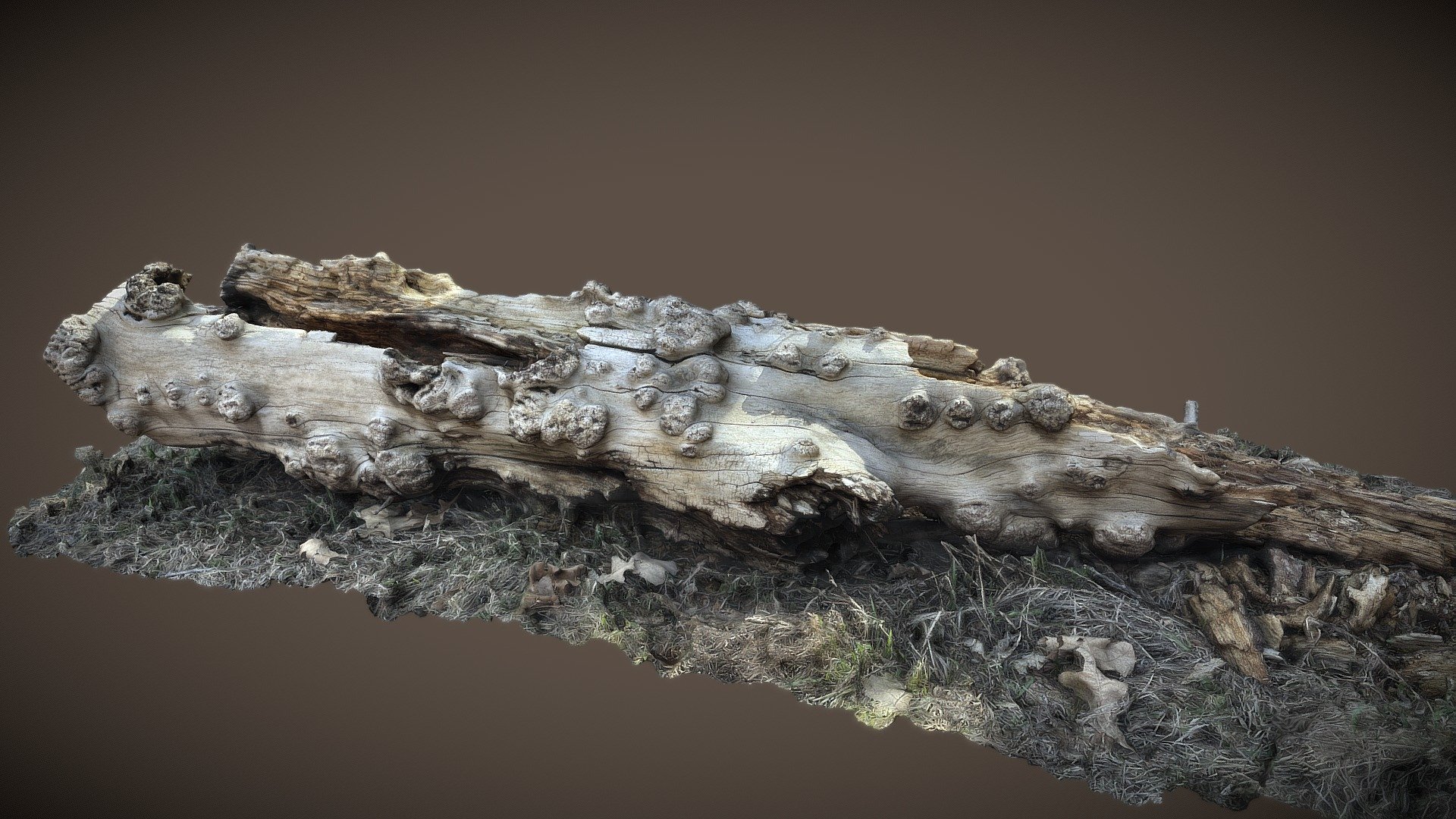 Old Decaying Log - Download Free 3D model by ஜCIHIRISஜ ...