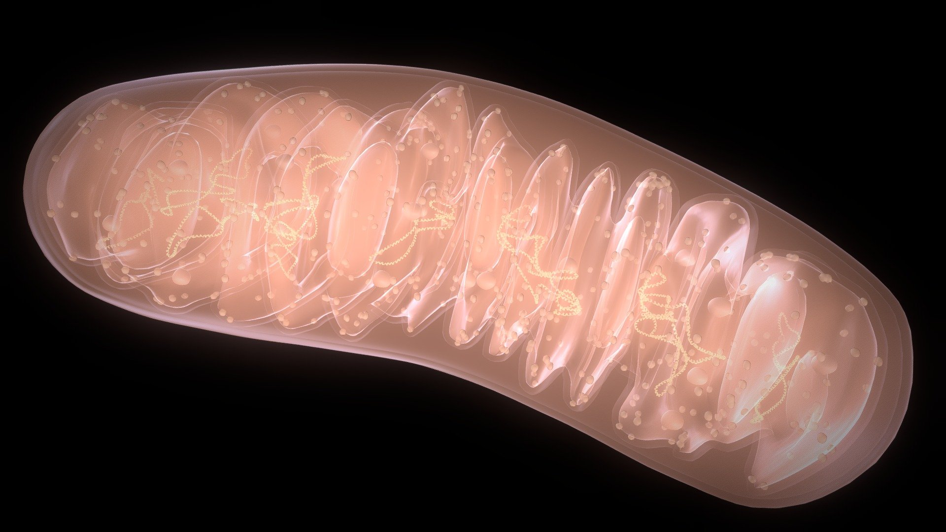 Stylized Mitochondria - 3D model by Laurie Annis (@laurieannis ...