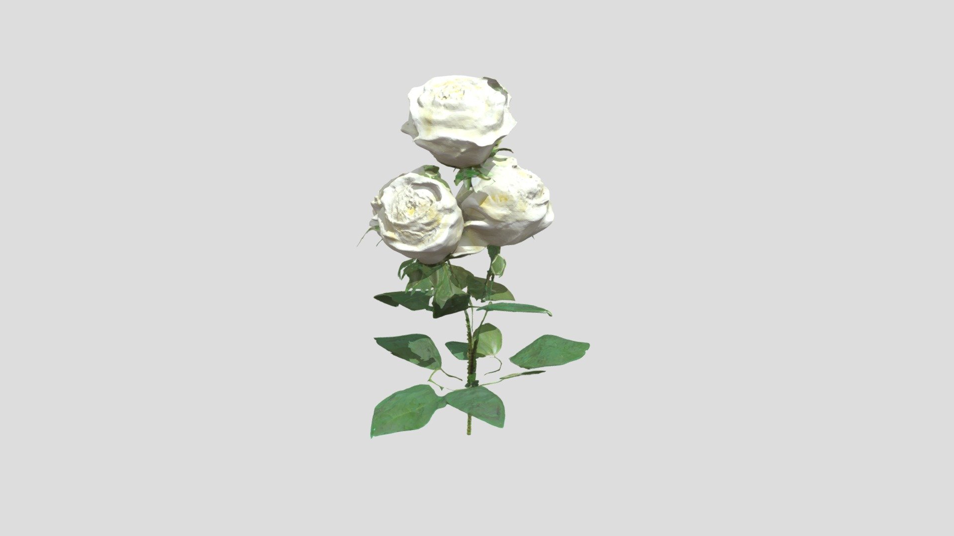 Bunga Mawar Putih - 3D model by afnanzahrudin [a21d2ab] - Sketchfab