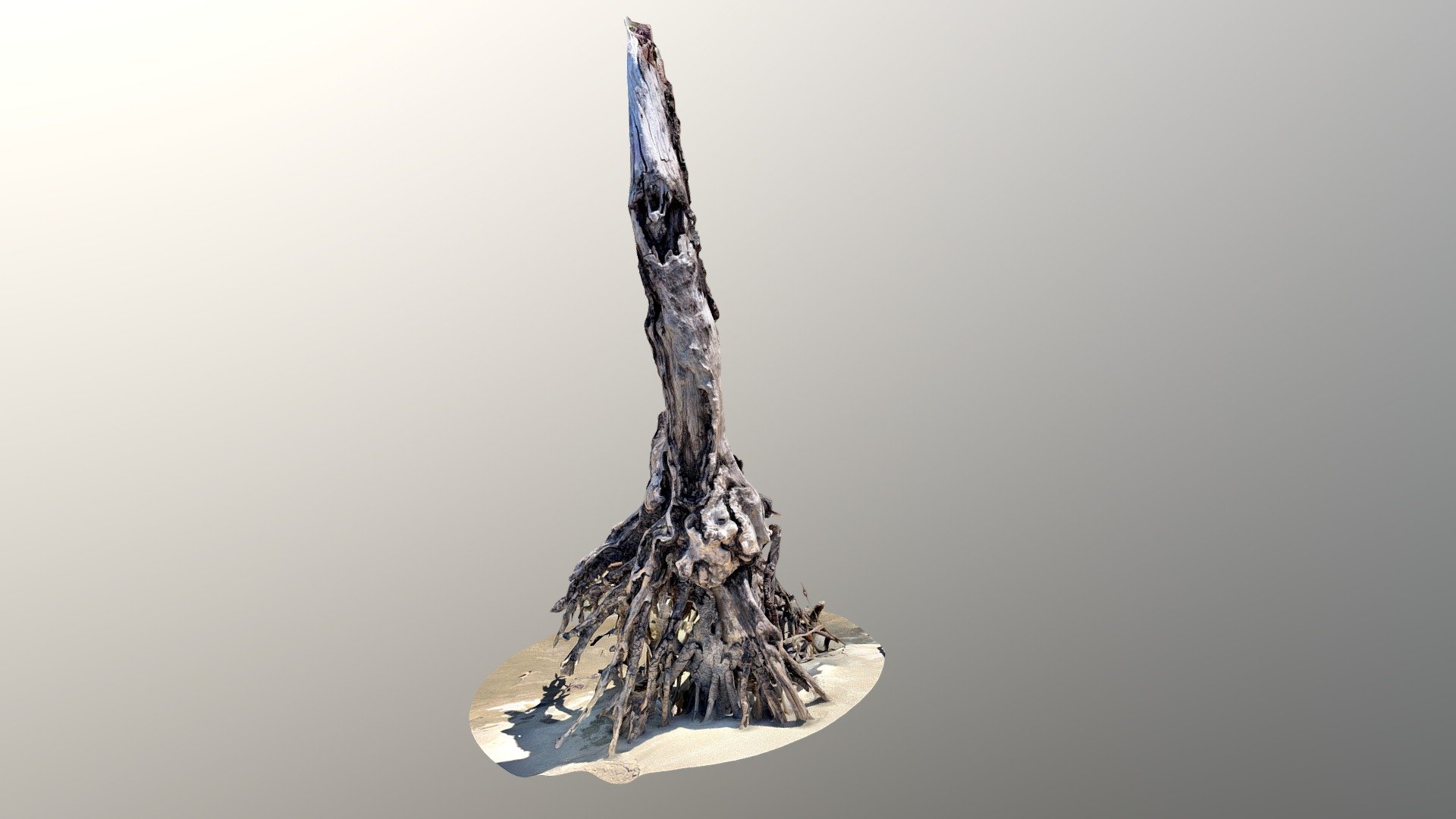 Petrified Mangrove - Beach Debris 4 (Scaniverse) - Download Free 3D ...