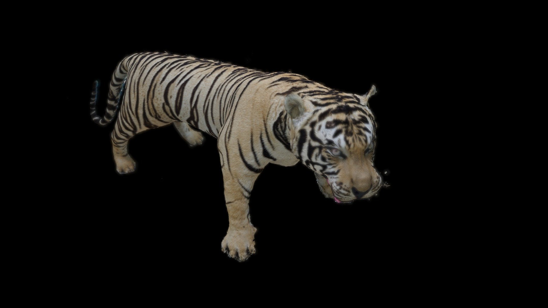 Hổ Bengan - 3D model by Hue-Heritage-Education [a222010] - Sketchfab