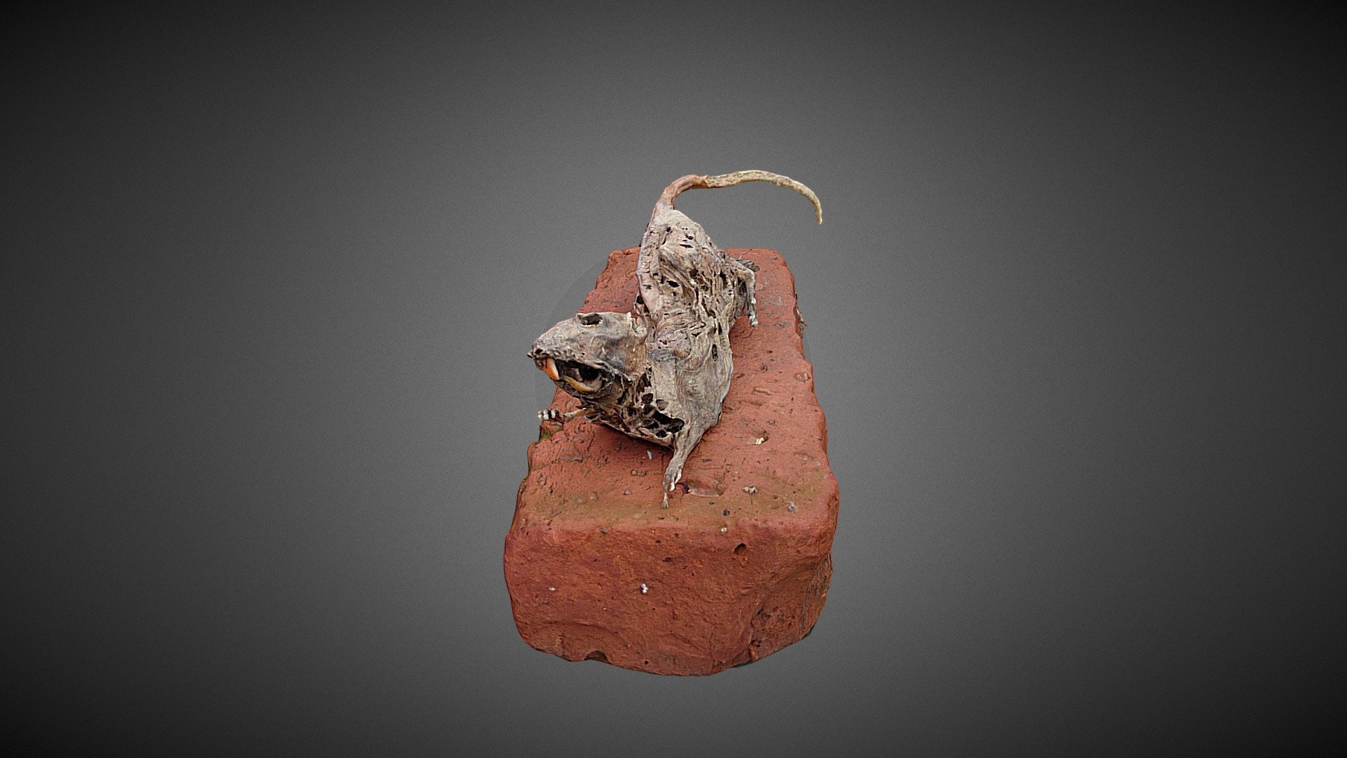 Dead Rat or Mouse Mummy - 3D model by DjApi [a2230e5] - Sketchfab