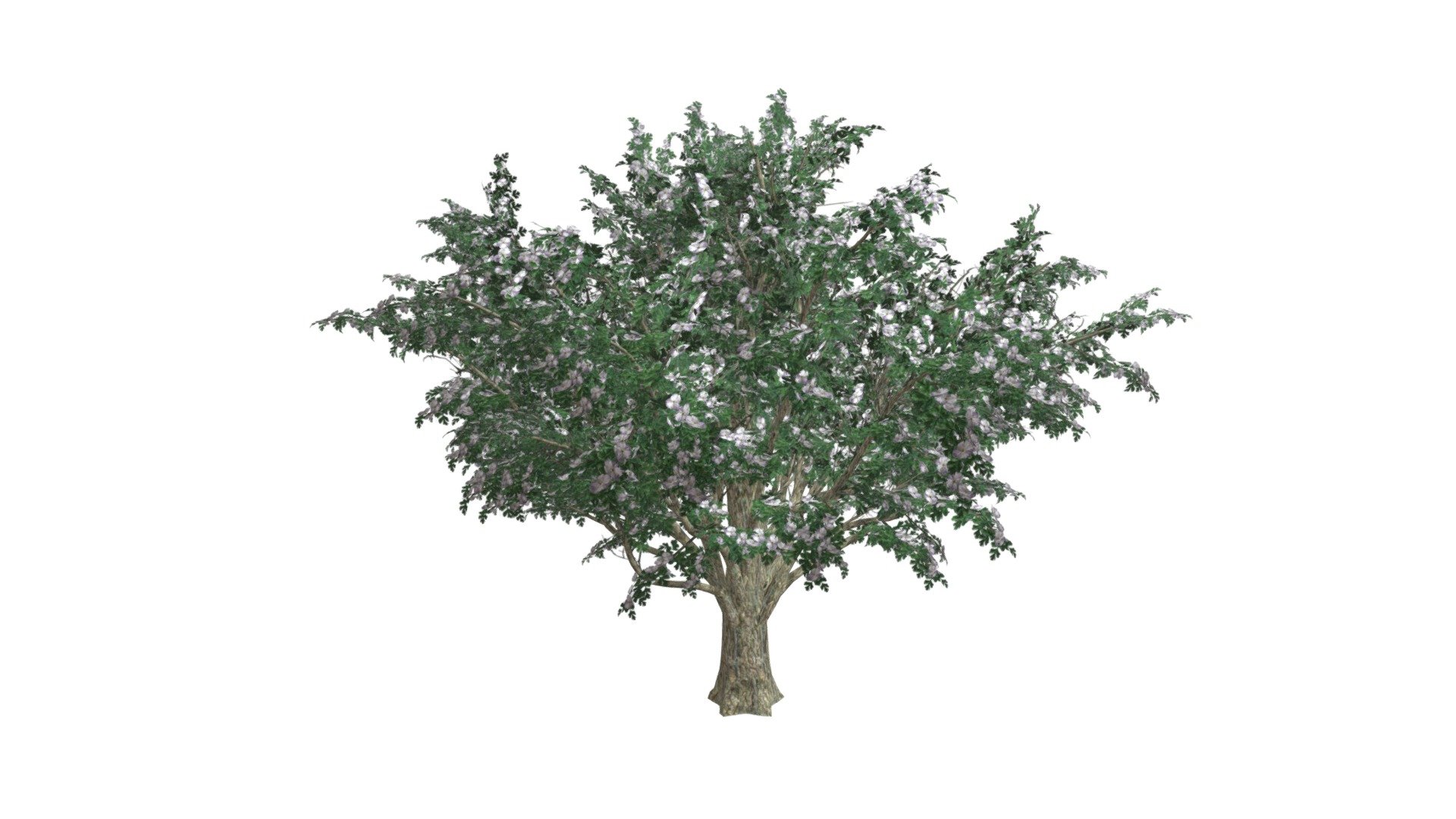 Common Hawthorne Tree #02 - Buy Royalty Free 3D model by meshshape ...