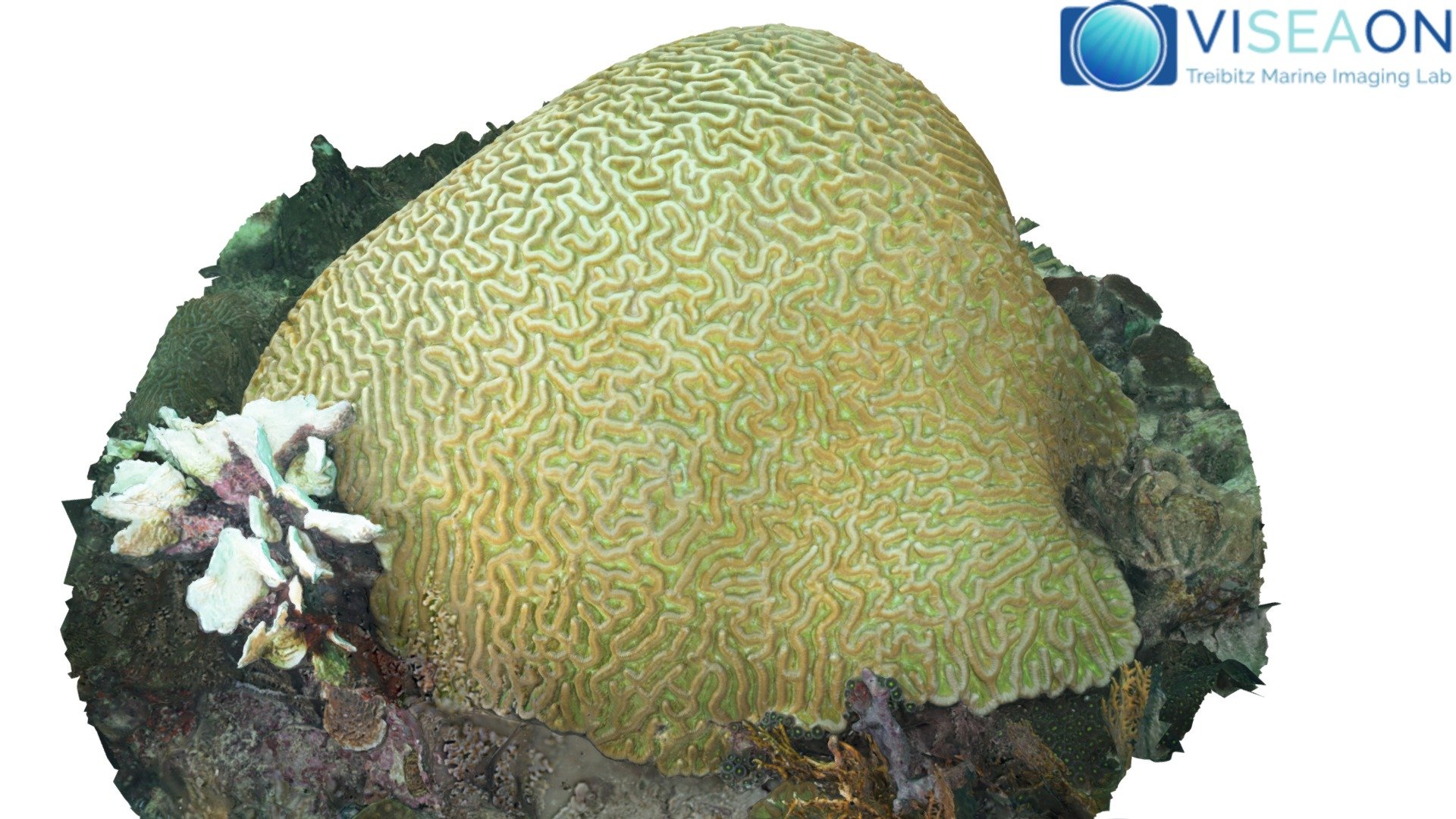 Brain Coral 7 From Bocas Del Toro, Panama - 3D model by VISEAON ...