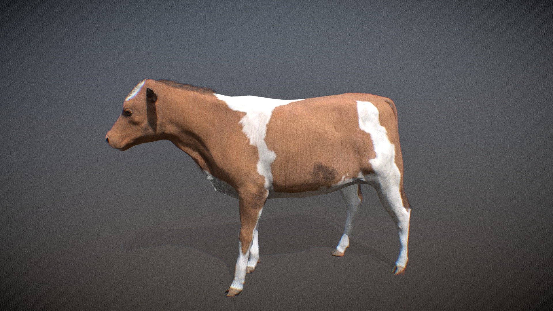 Animalia - Cow (young) - 3D model by GiM (@GamesInMotion) [a23674b ...
