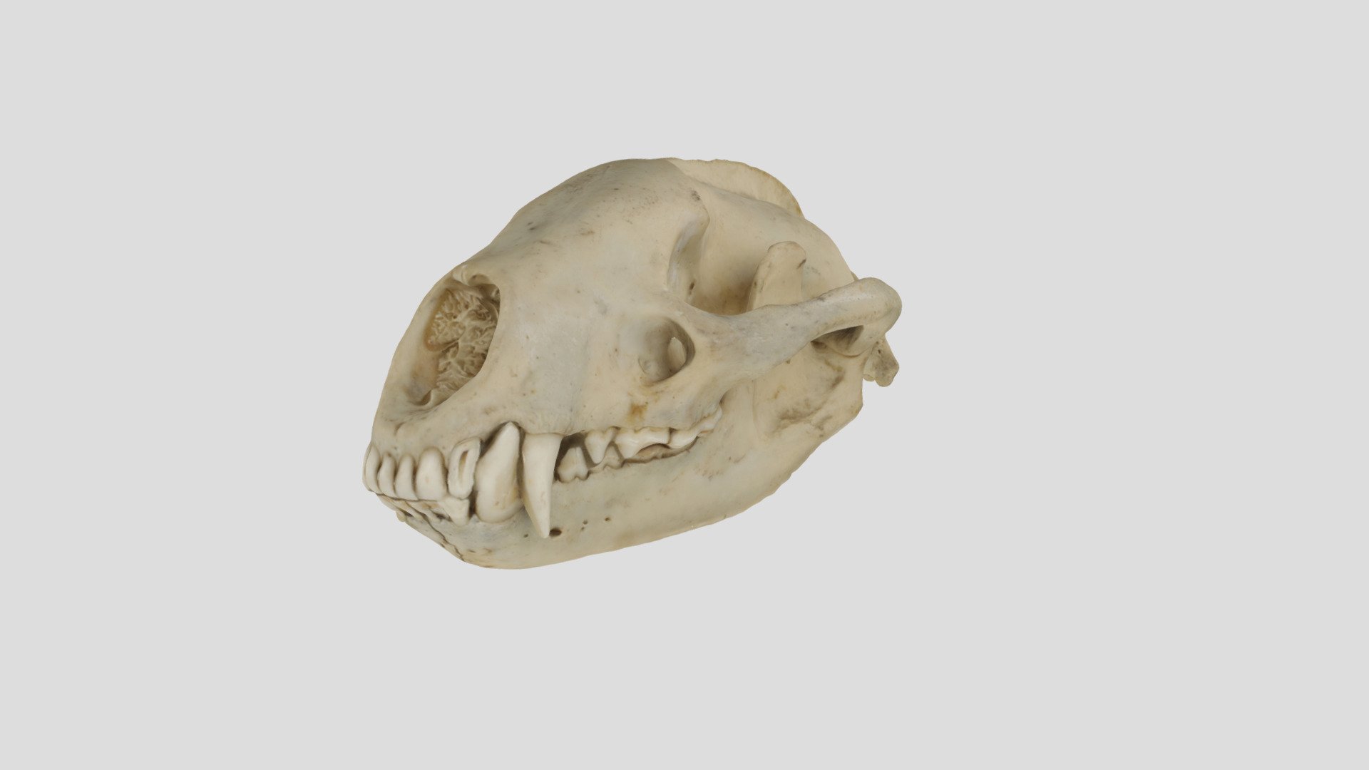 Tasso #16124 - 3D model by SMA-UniGe [a238093] - Sketchfab