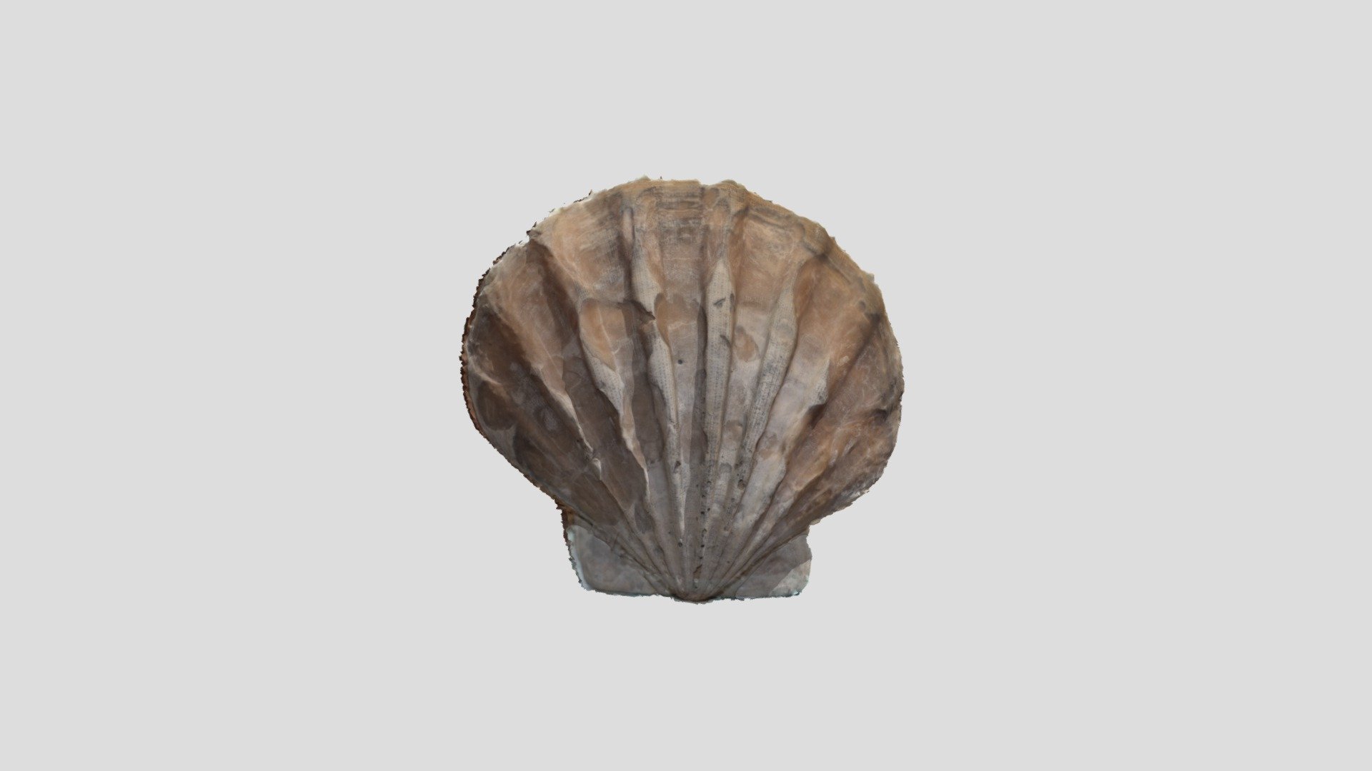 Fossil sample 16 - Download Free 3D model by UTSC DPES (@Daxberger ...