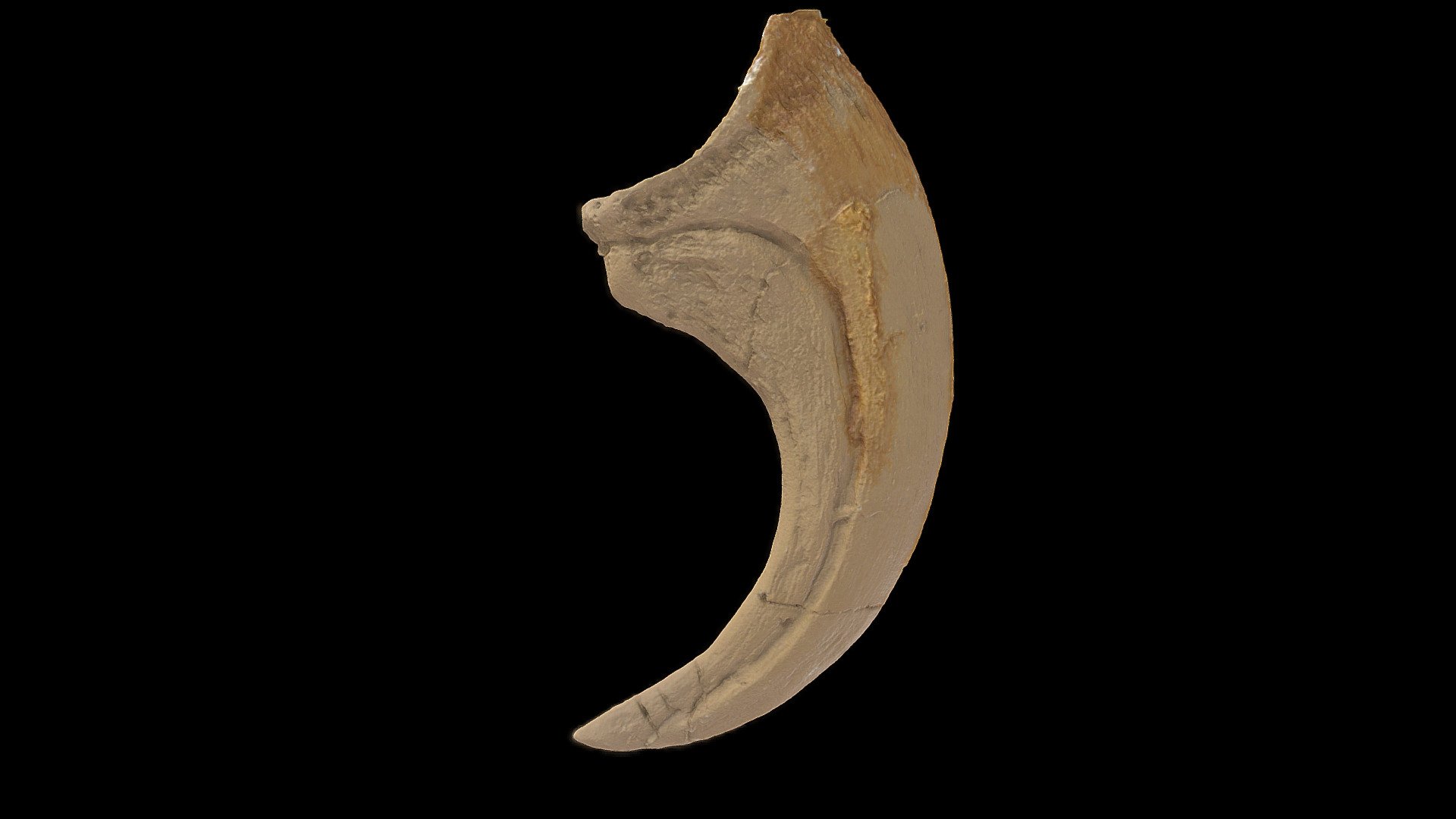 Deinonychus Claw 3D Scan - 3D model by Laser Design (@Laserdesign ...