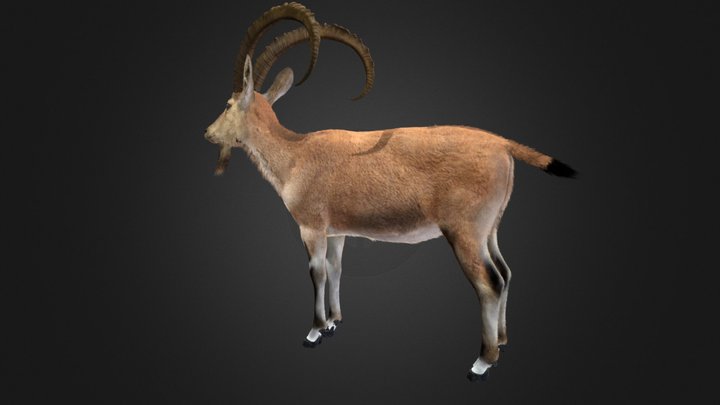 Zoo 3D models - Sketchfab
