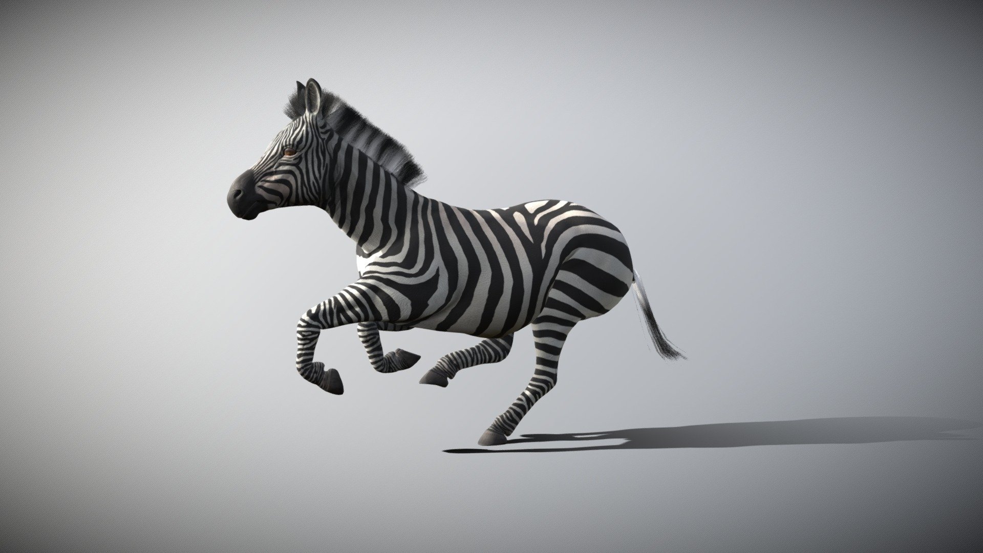 Zebra - Buy Royalty Free 3D model by 3dartstevenz [a24babf] - Sketchfab ...