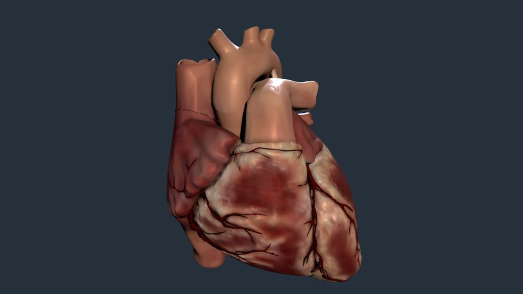 Heart: External View - 3D model by kawstovhbx [a253ad3] - Sketchfab